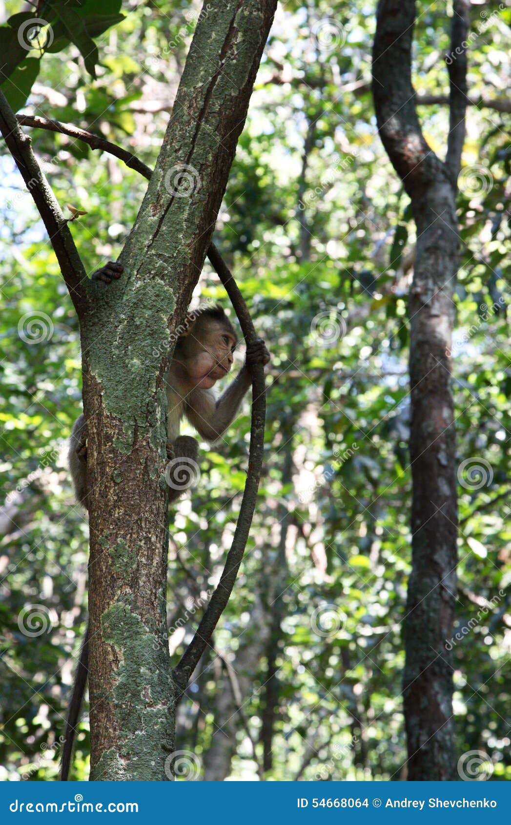 Monkey in jungle. Goa stock photo. Image of wildlife - 54668064