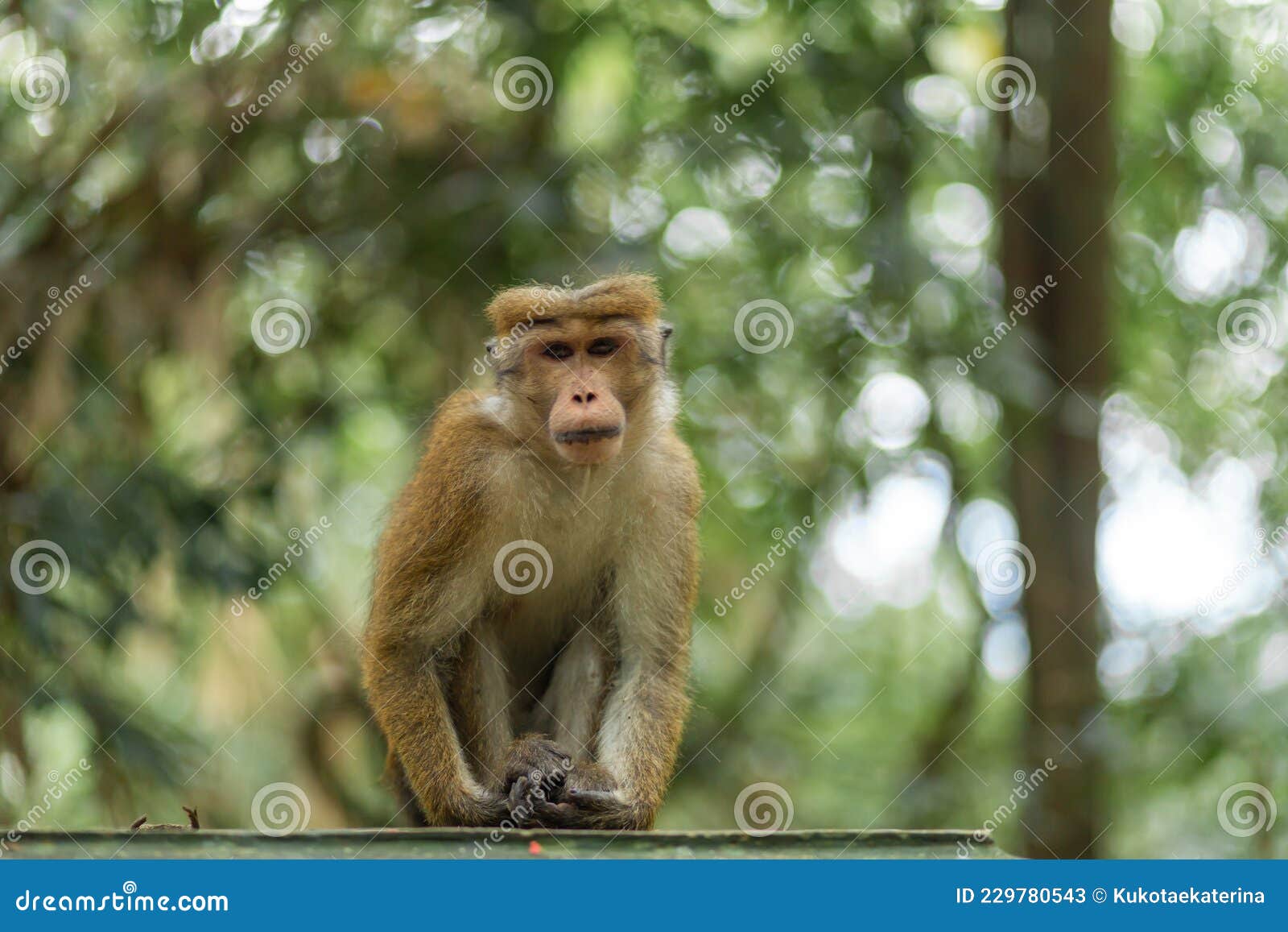 Monkey in the Jungle. Natural Habitat Close Up Stock Image - Image of ...