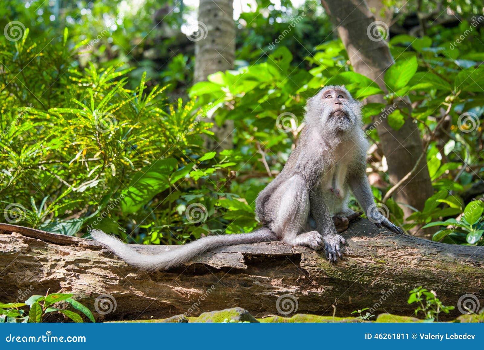 Monkey in the jungle stock image. Image of face, little - 46261811