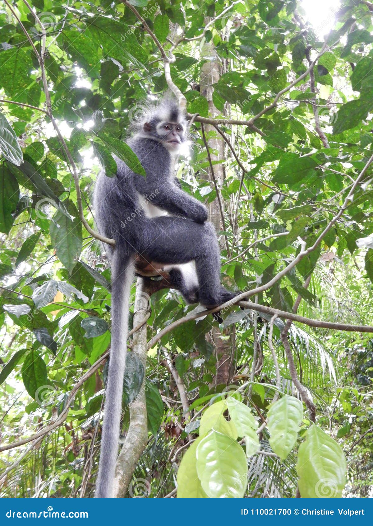 A Monkey in Jungle of Sumatra Stock Photo - Image of wildlife, monkey ...