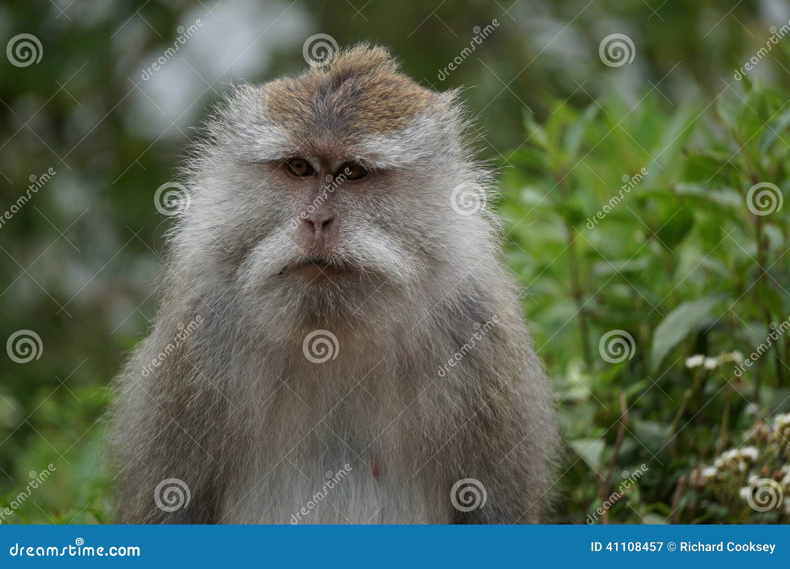 Monkey stock image. Image of green, expression, asia - 41108457
