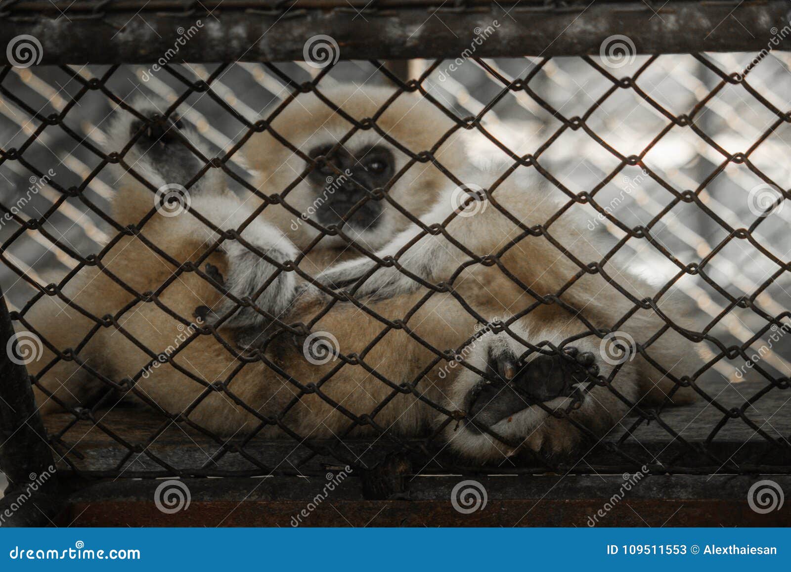 Monkey Jungle is Trapped in a Cage. Stock Image - Image of animal ...