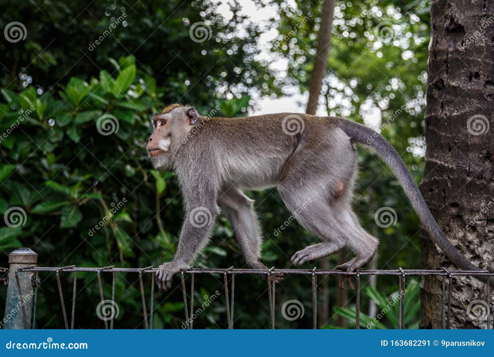 Monkey in Jungle is Walking Along the Fence Stock Image - Image of ...