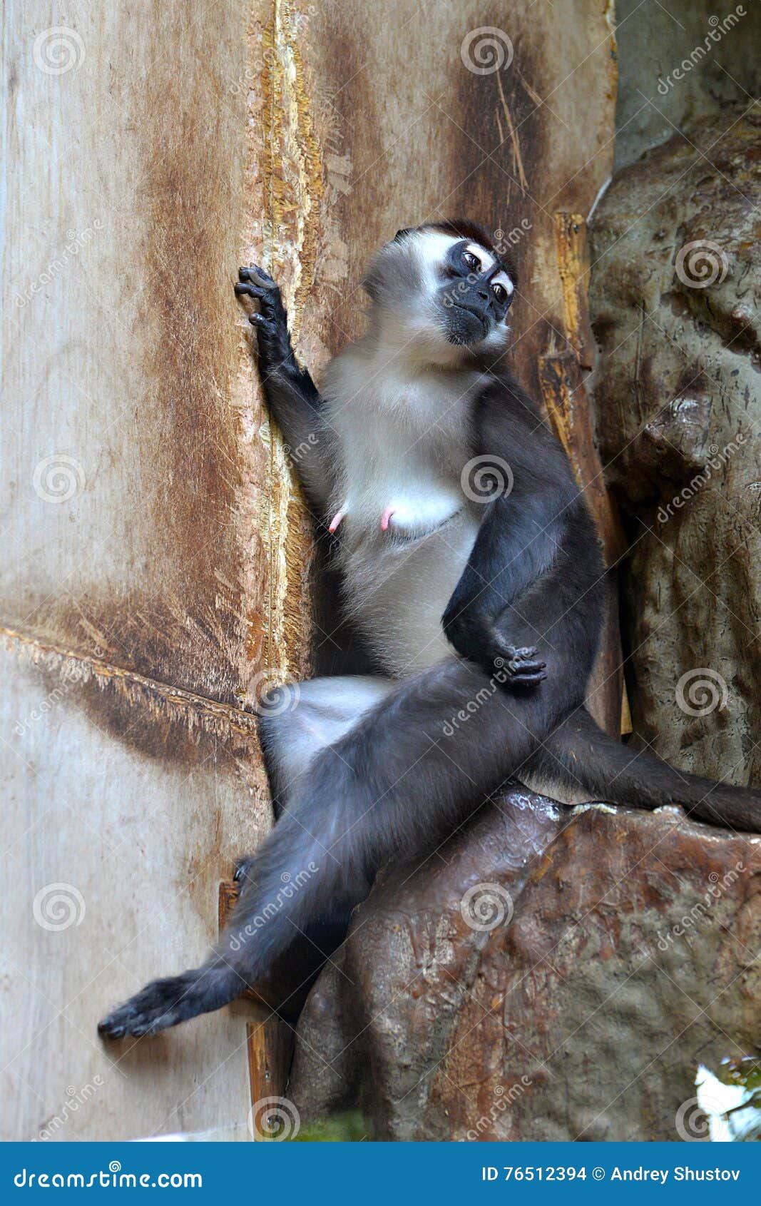 Monkey just imagine stock photo. Image of isolated, white - 76512394