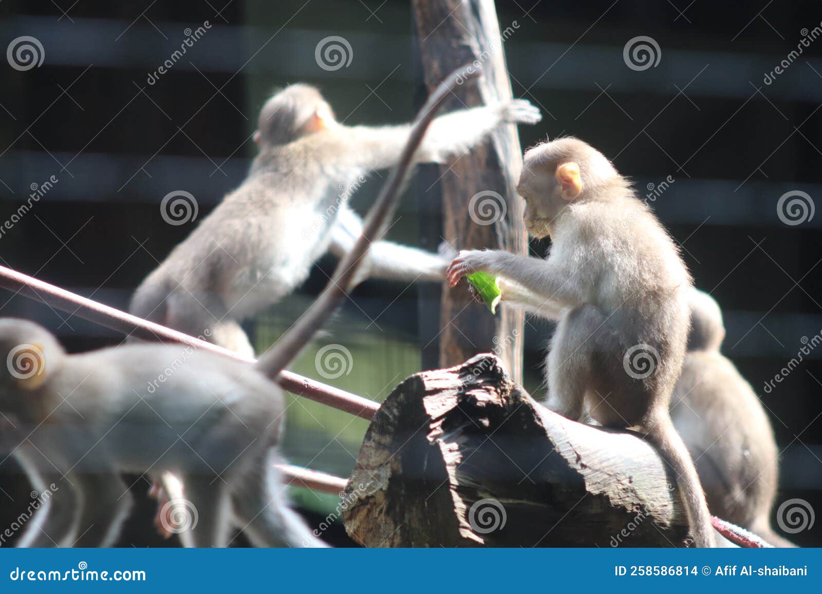 Monkey kids playing stock photo. Image of primate, branch - 258586814