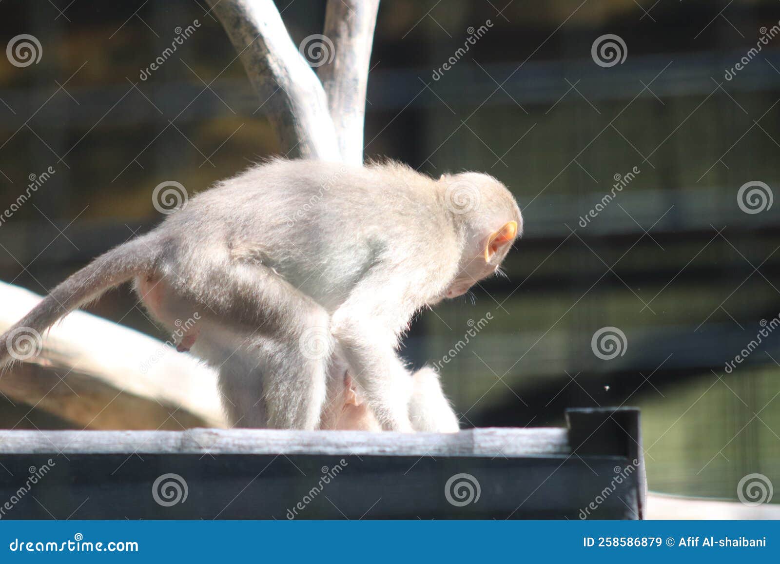 Monkey kids playing stock image. Image of wing, primate - 258586879