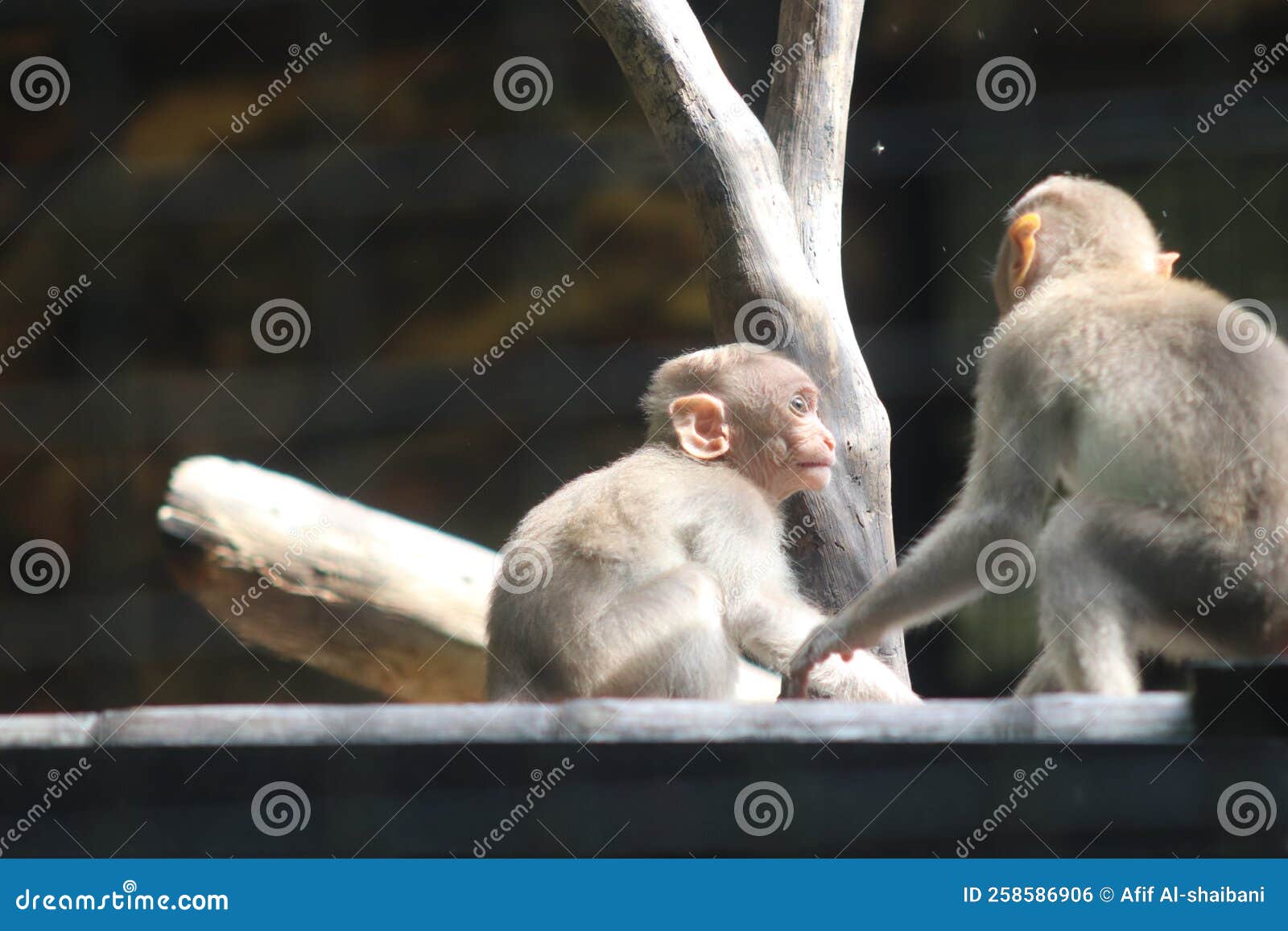 Monkey kids playing stock photo. Image of jungle, mammal - 258586906