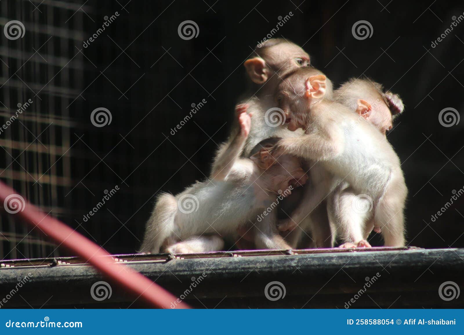 Monkey kids playing stock photo. Image of wing, branch - 258588054