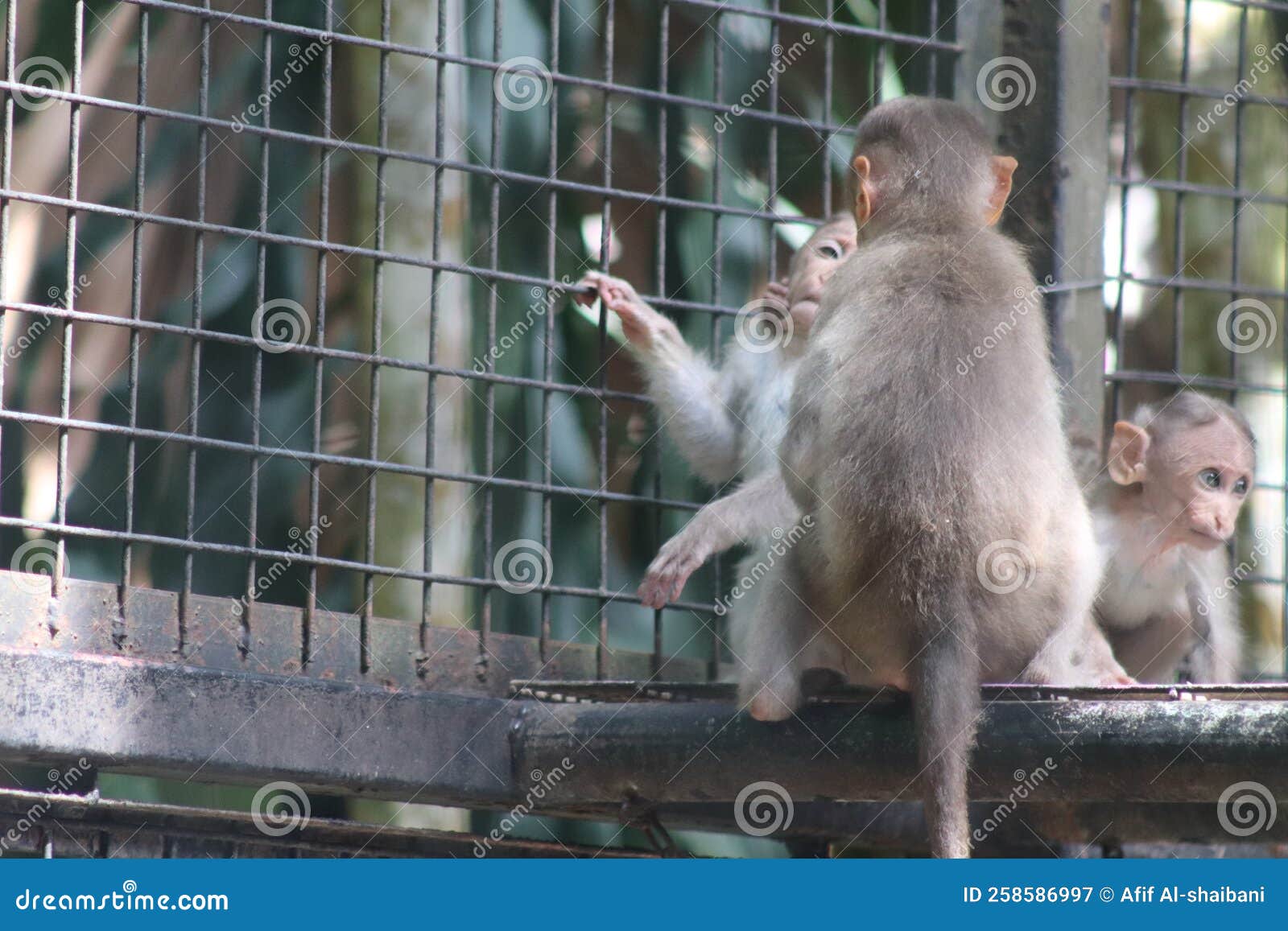 Monkey kids playing stock image. Image of parrot, mammal - 258586997