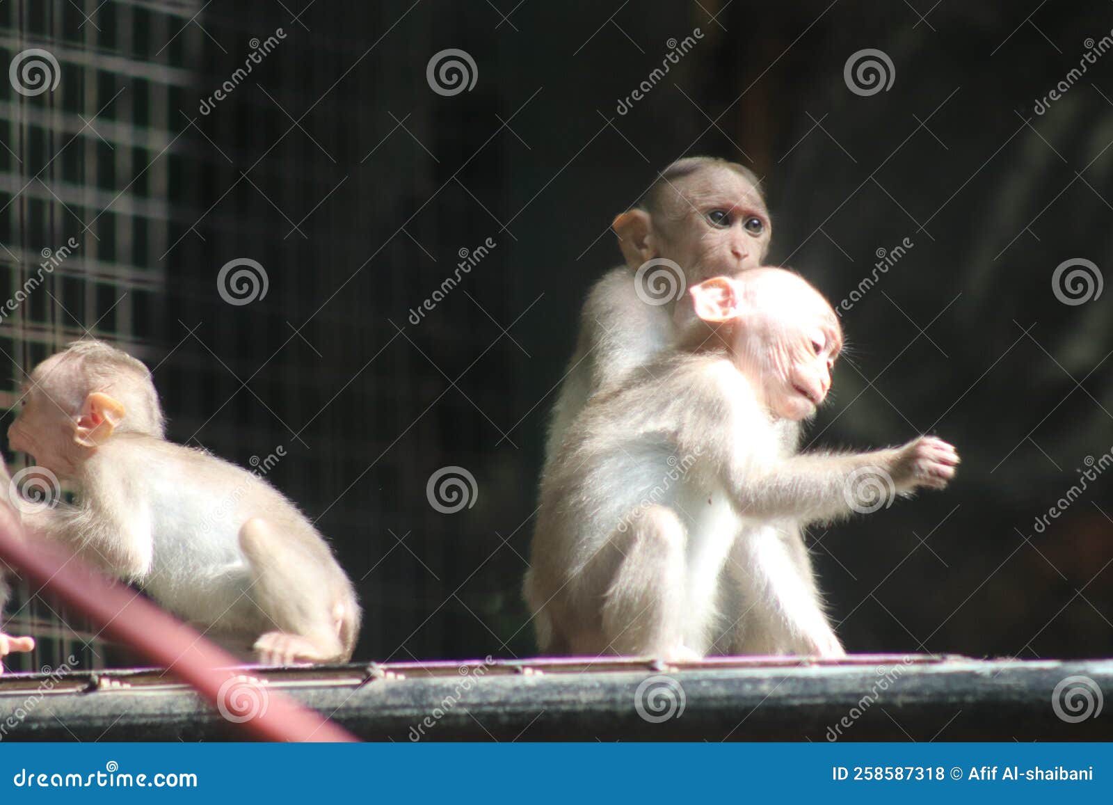 Monkey kids playing stock photo. Image of parrot, monkey - 258587318