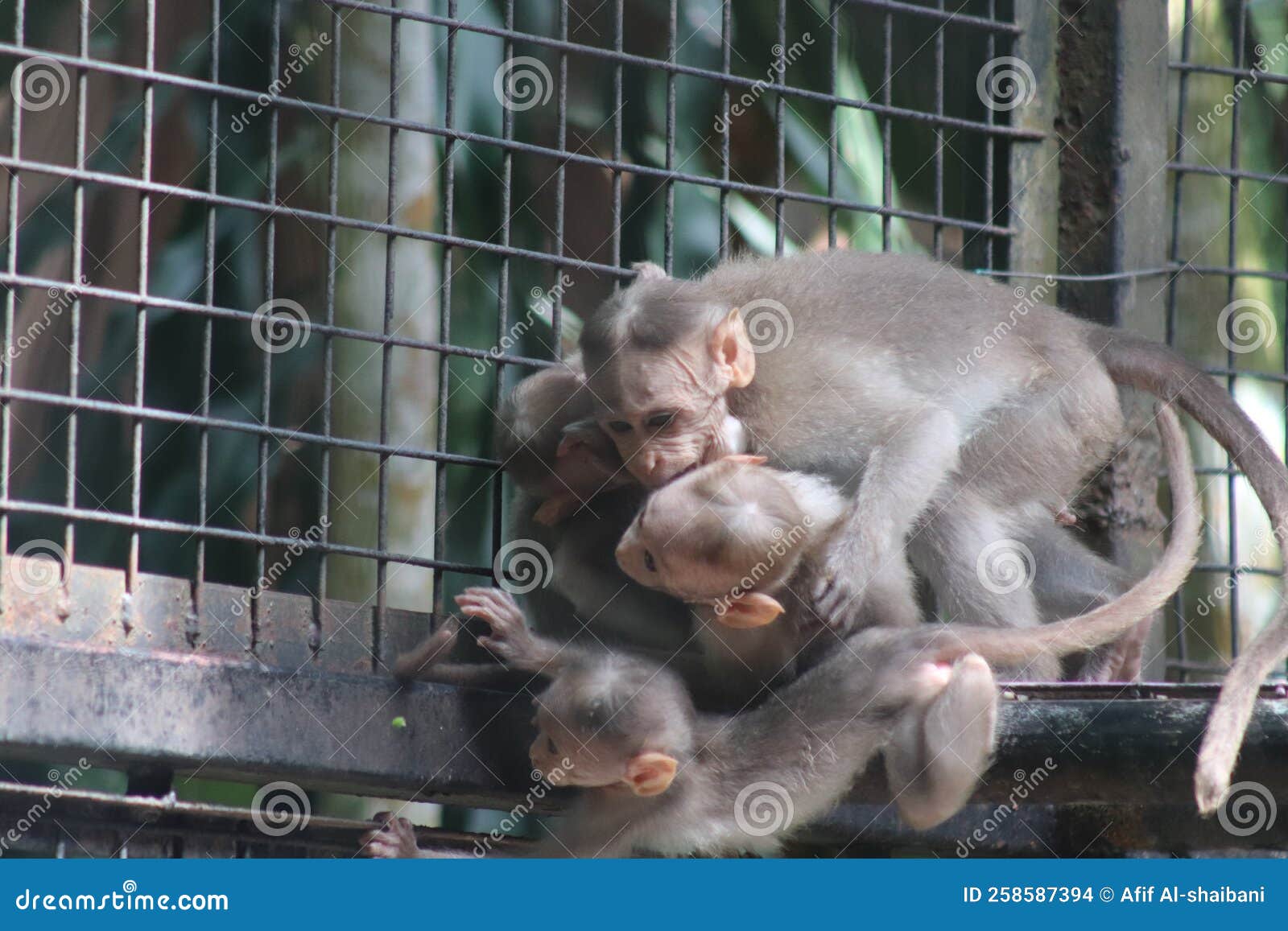 Monkey kids playing stock photo. Image of jungle, monkey - 258587394