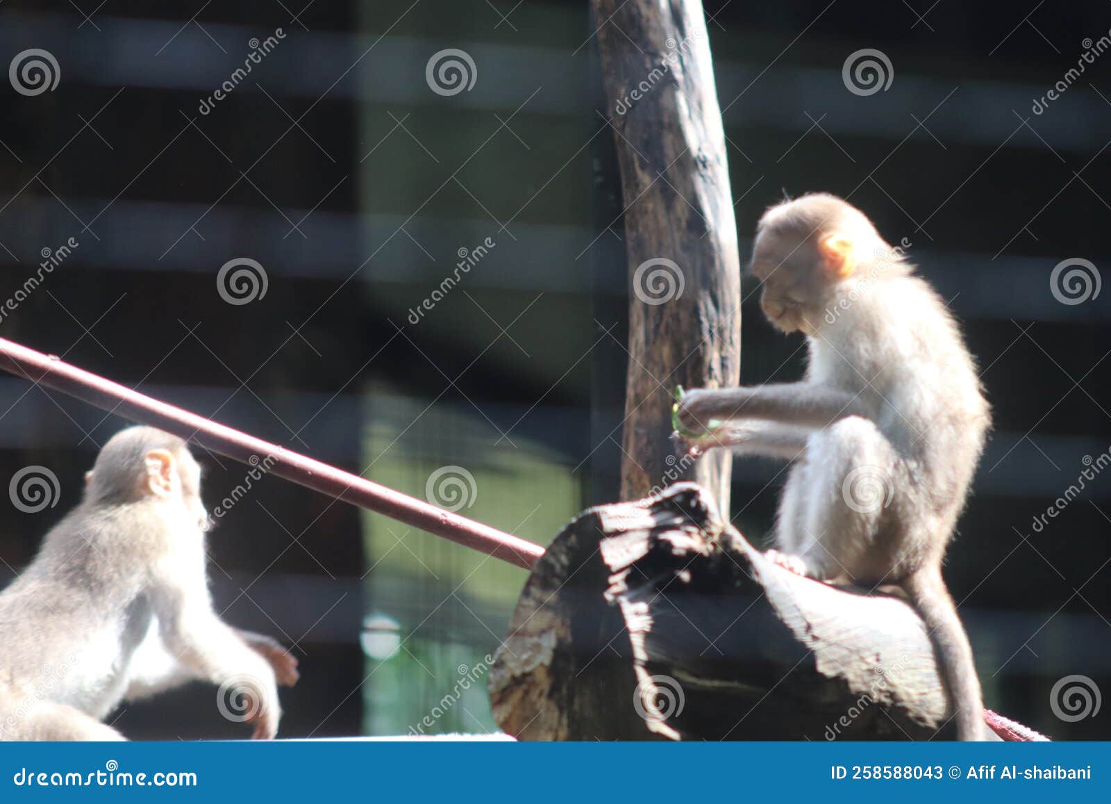 Monkey kids playing stock image. Image of jungle, monkey - 258588043