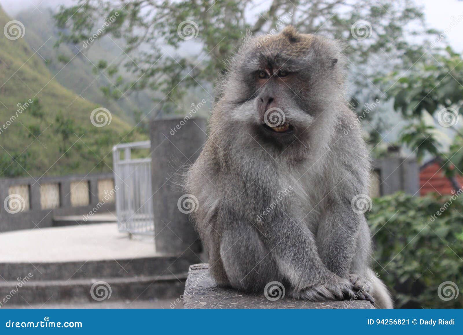 Monkey king in action stock image. Image of king, monkey - 94256821