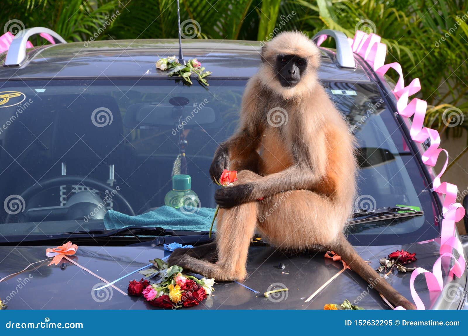 The Monkey, the Monkey King Stock Image - Image of couples, satisfy ...