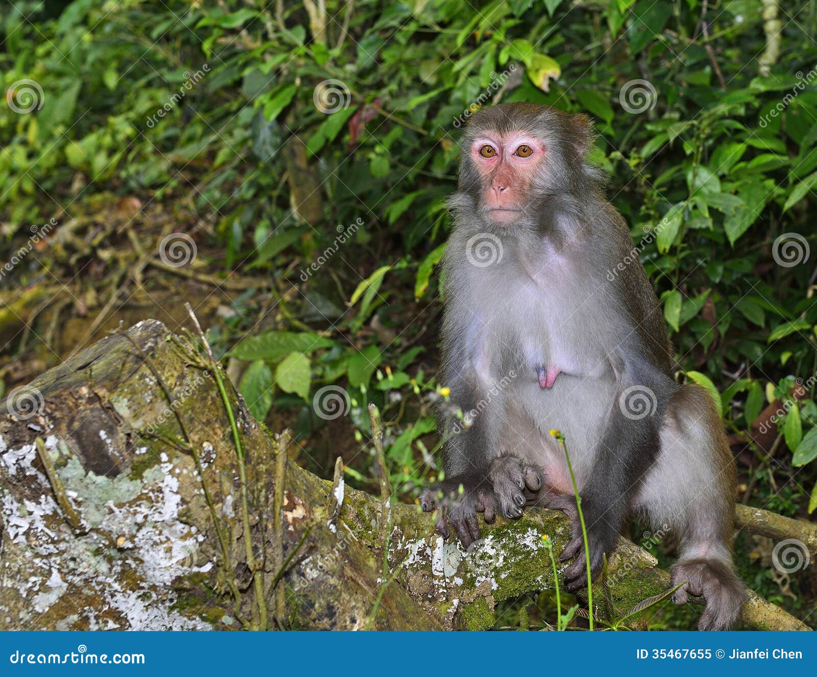 The Monkey King Staring at Visitors Stock Image - Image of animal ...