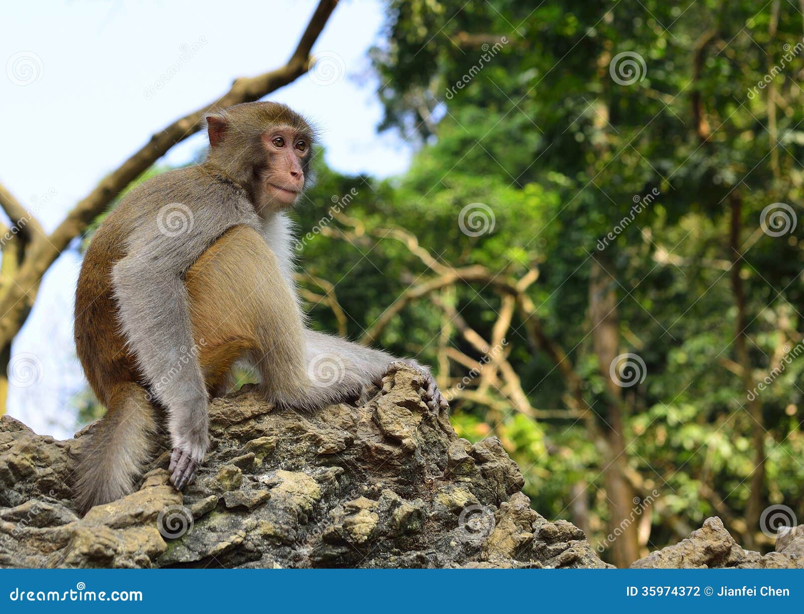 The Monkey King Staring at Visitors Stock Photo - Image of clever ...