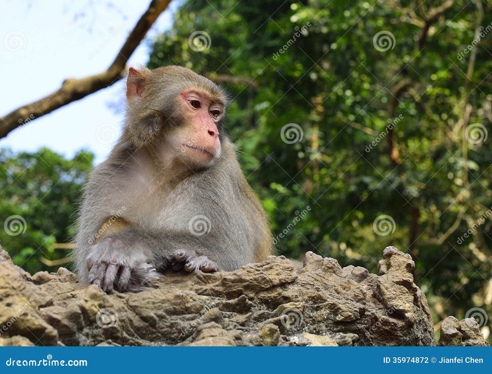 The Monkey King Staring at Visitors Stock Photo - Image of popsicle ...