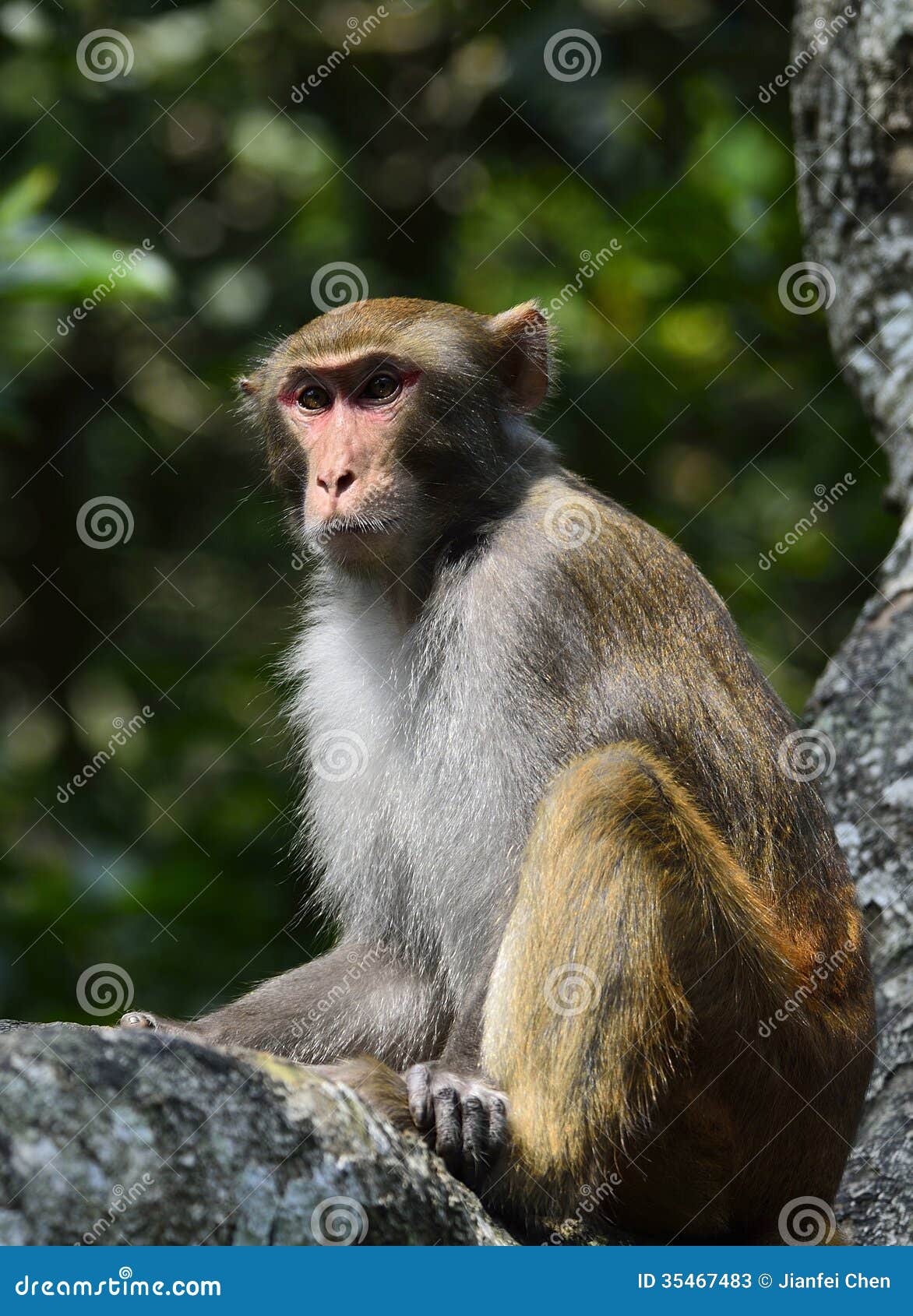 The Monkey King Staring at Visitors Stock Image - Image of wildlife ...
