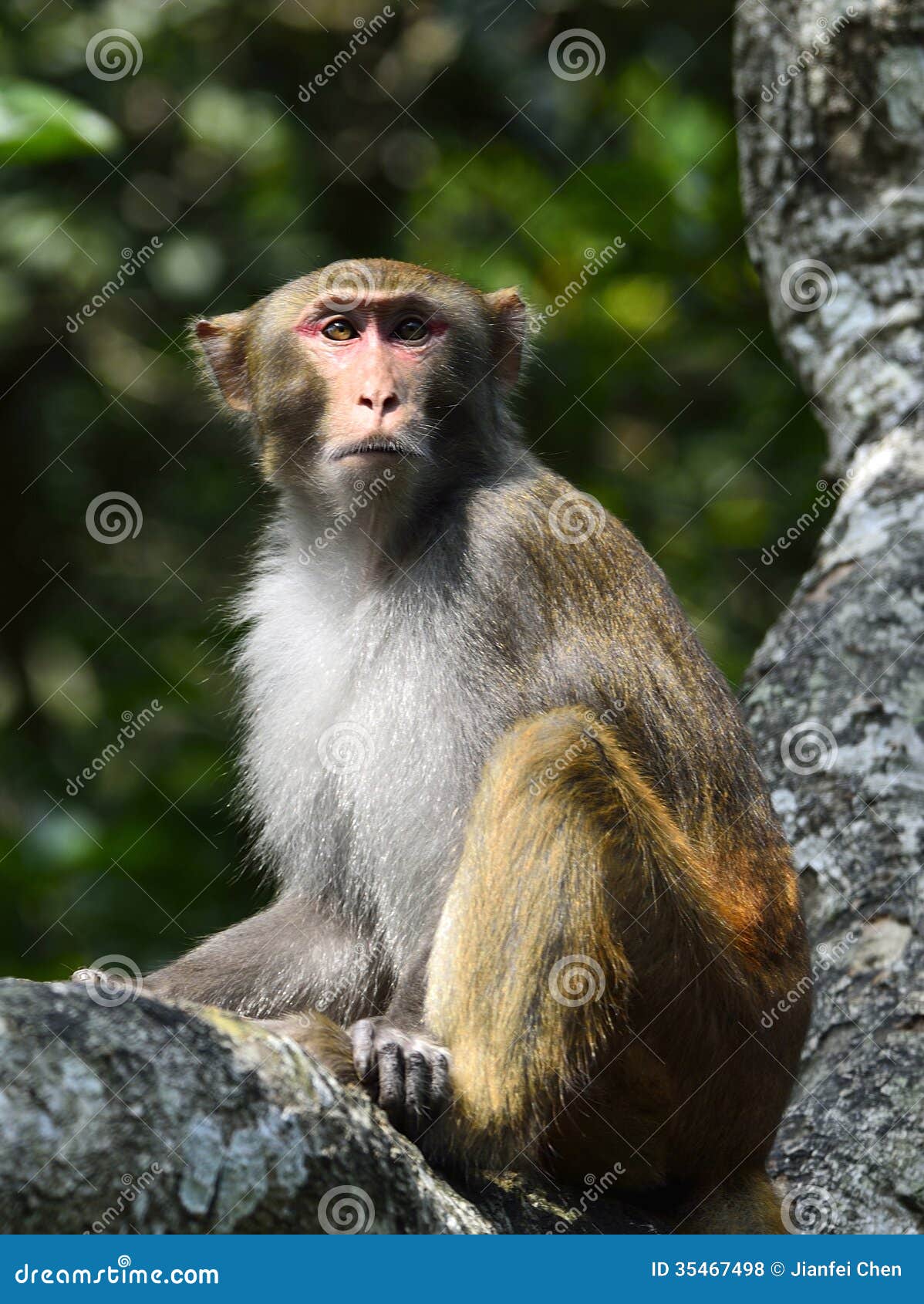 The Monkey King Staring at Visitors Stock Photo - Image of macaca ...