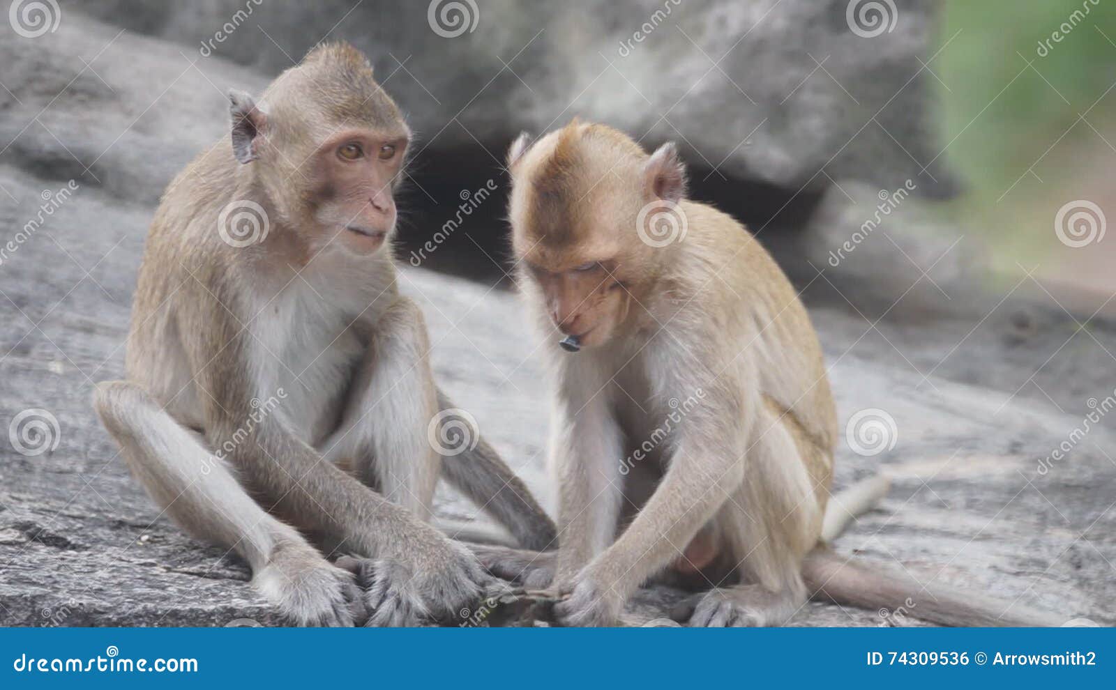 Monkey Kissing Stock Footage & Videos - 3 Stock Videos