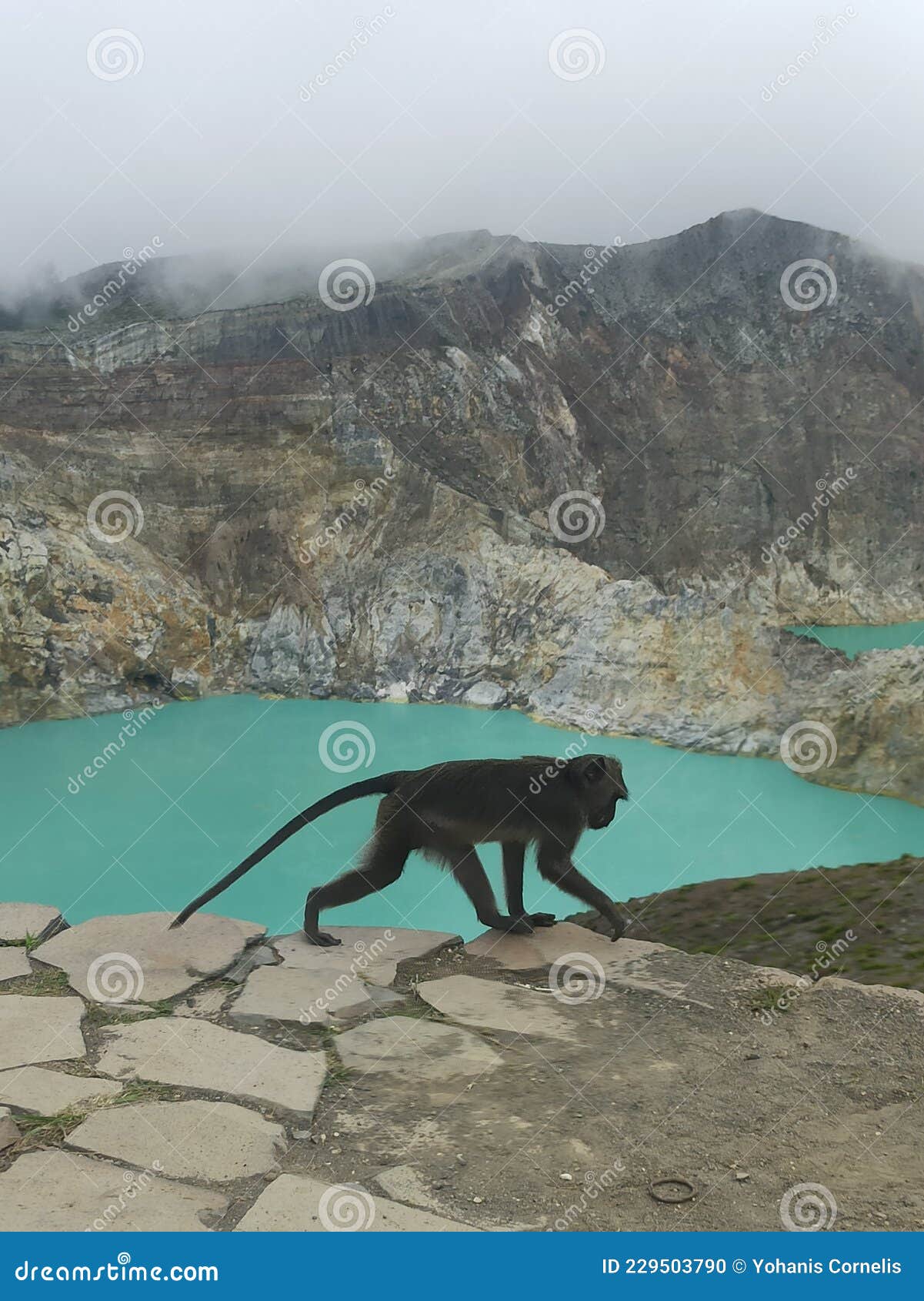 Monkey on the lake stock photo. Image of tree, blue - 229503790