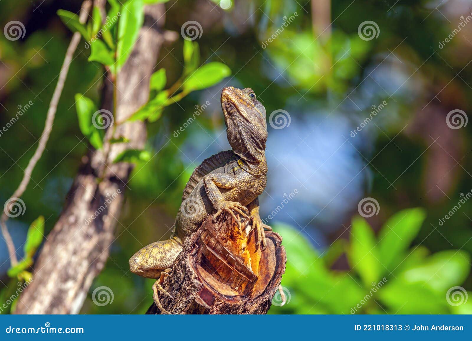 Big Lizard At Roatan Honduras. Wild Animal In Natural Environment. Save ...