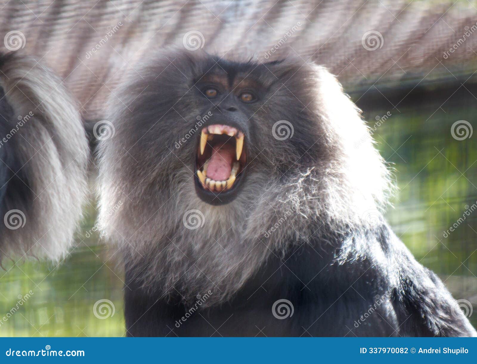 A monkey with a large mane stock photo. Image of species - 337970082