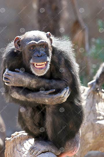 Monkey Laughing and Grinning at Crowds at the Zoo Editorial Image ...