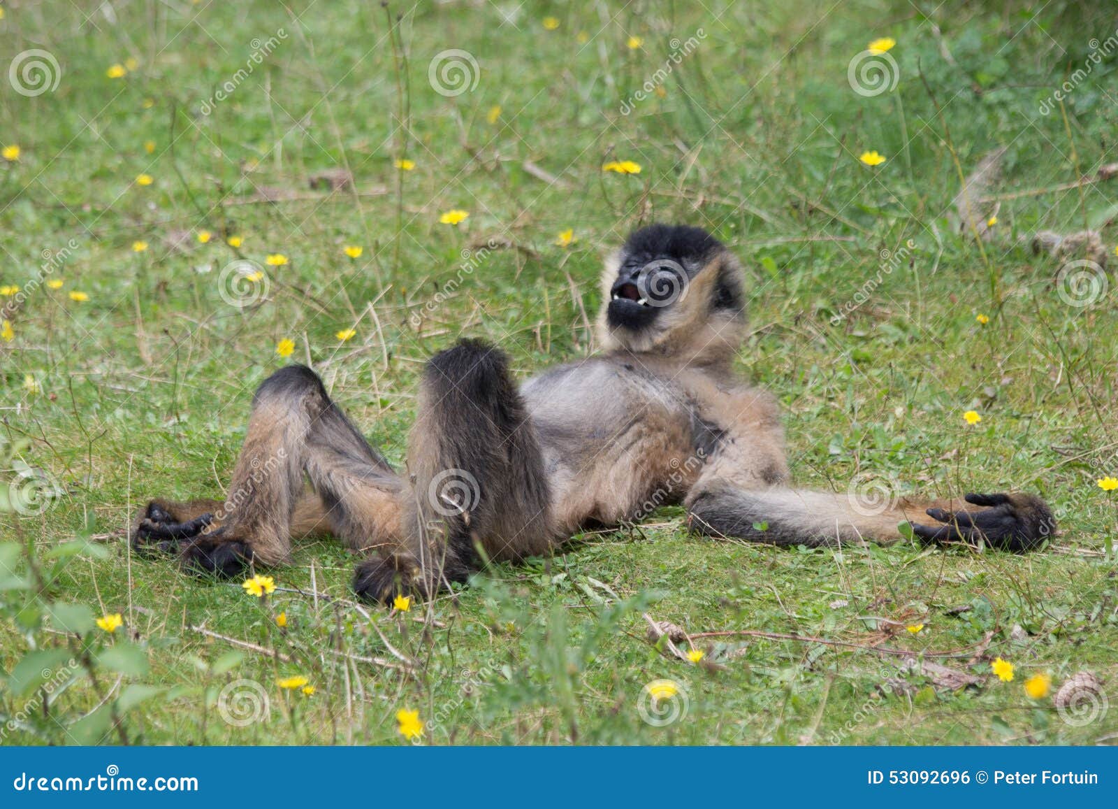 Monkey stock photo. Image of relaxing, chilling, animal - 53092696