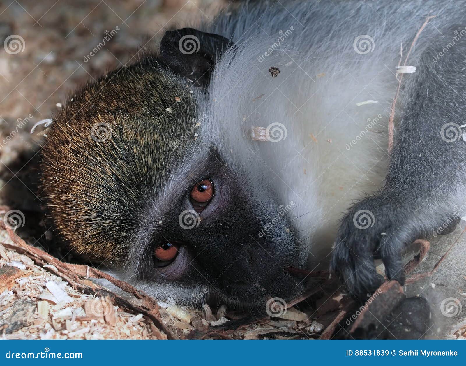 Monkey Laying and Looking at Camera Curious Portrait Stock Image ...