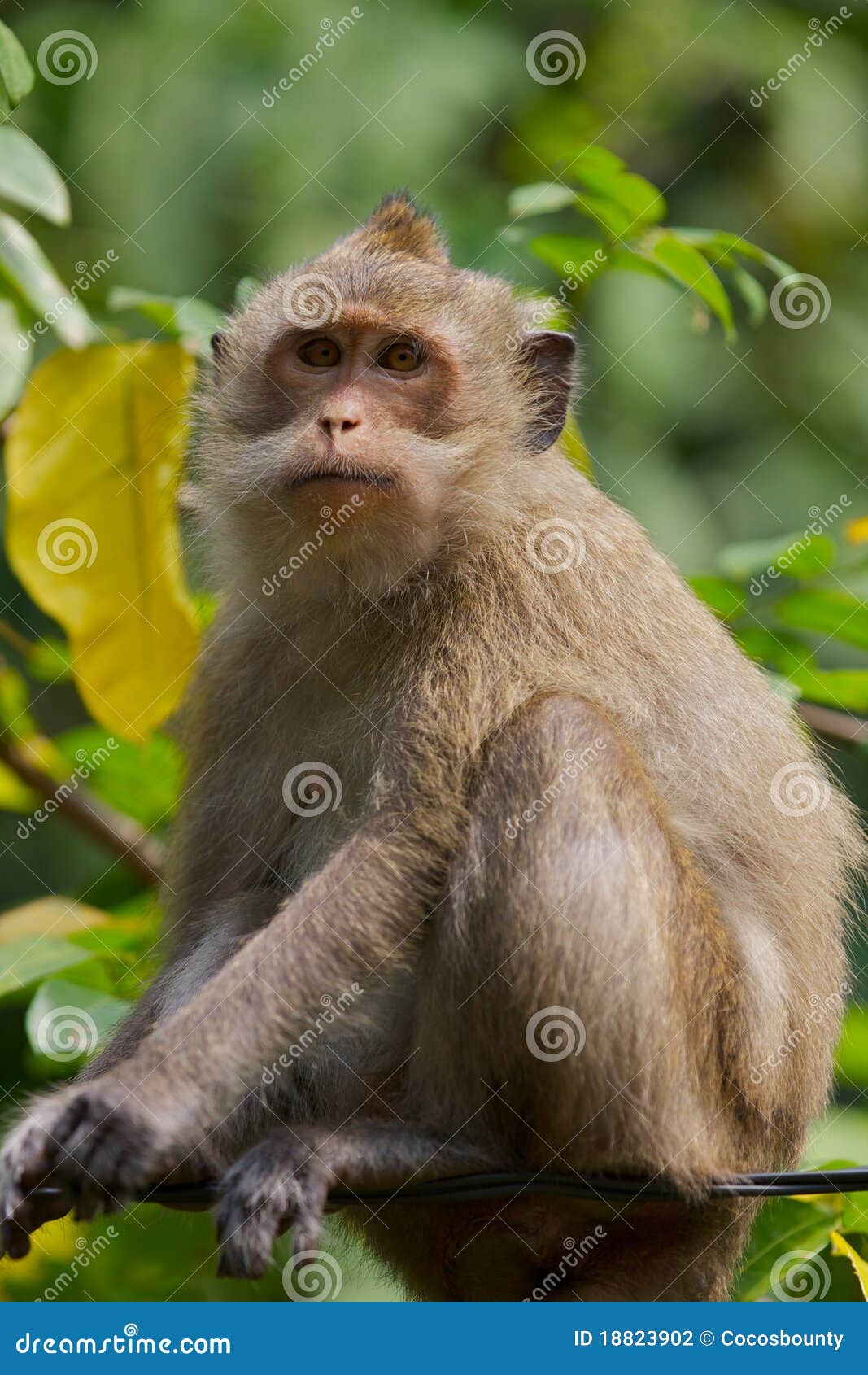 Monkey leader stock photo. Image of green, live, thailand - 18823902