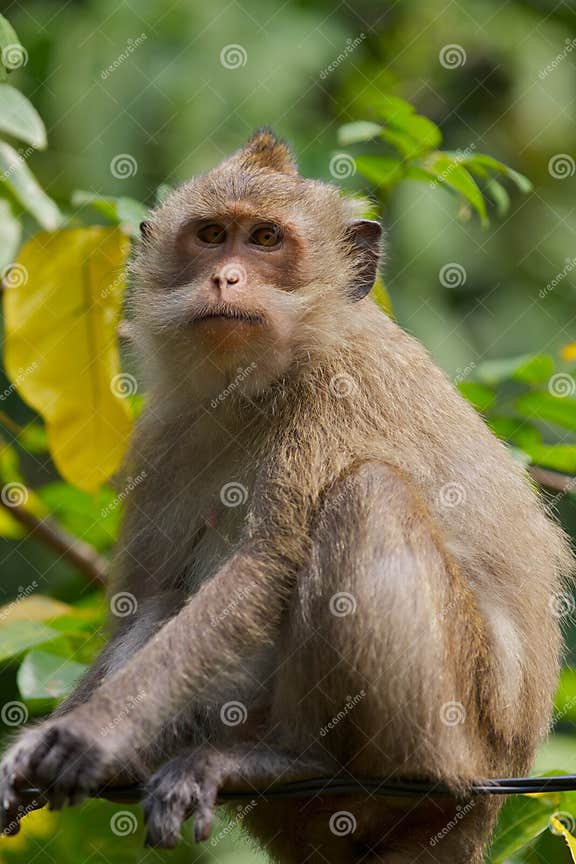 Monkey leader stock photo. Image of green, live, thailand - 18823902
