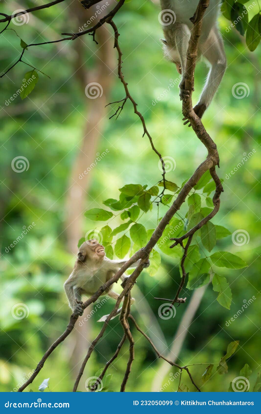 The Monkey Leader is Threatening To Drive Away the Monkeys in the Herd ...