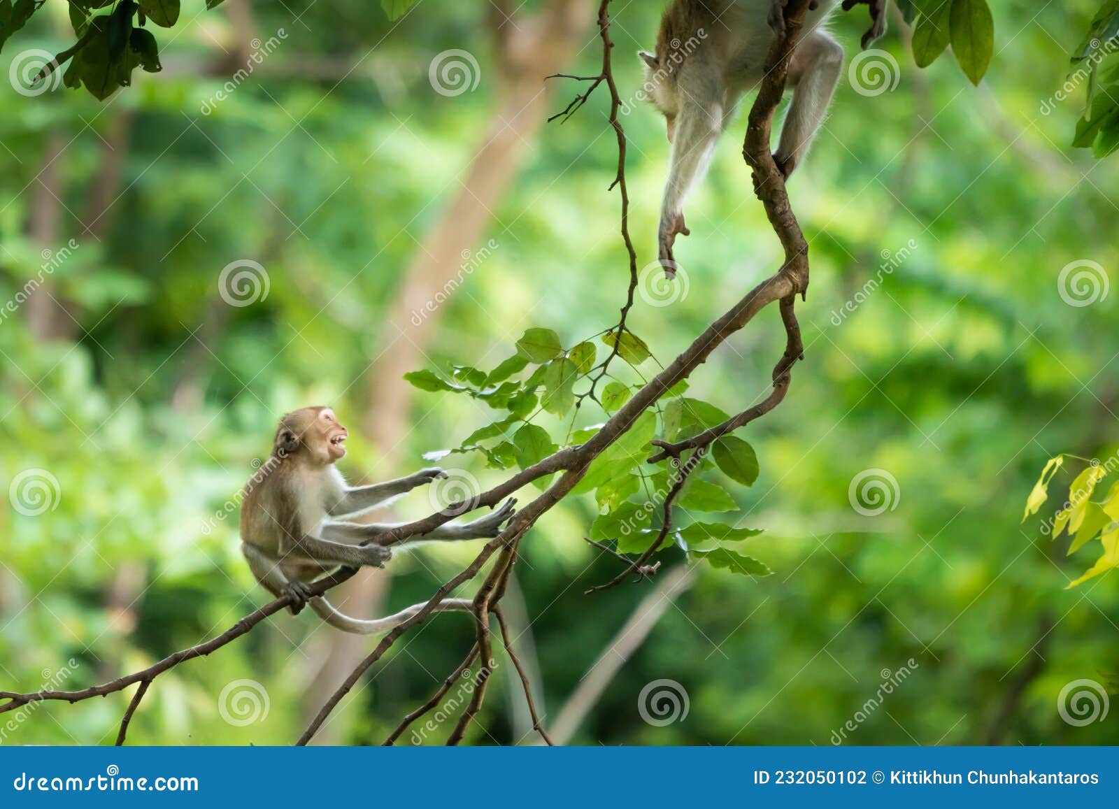 The Monkey Leader is Threatening To Drive Away the Monkeys in the Herd ...
