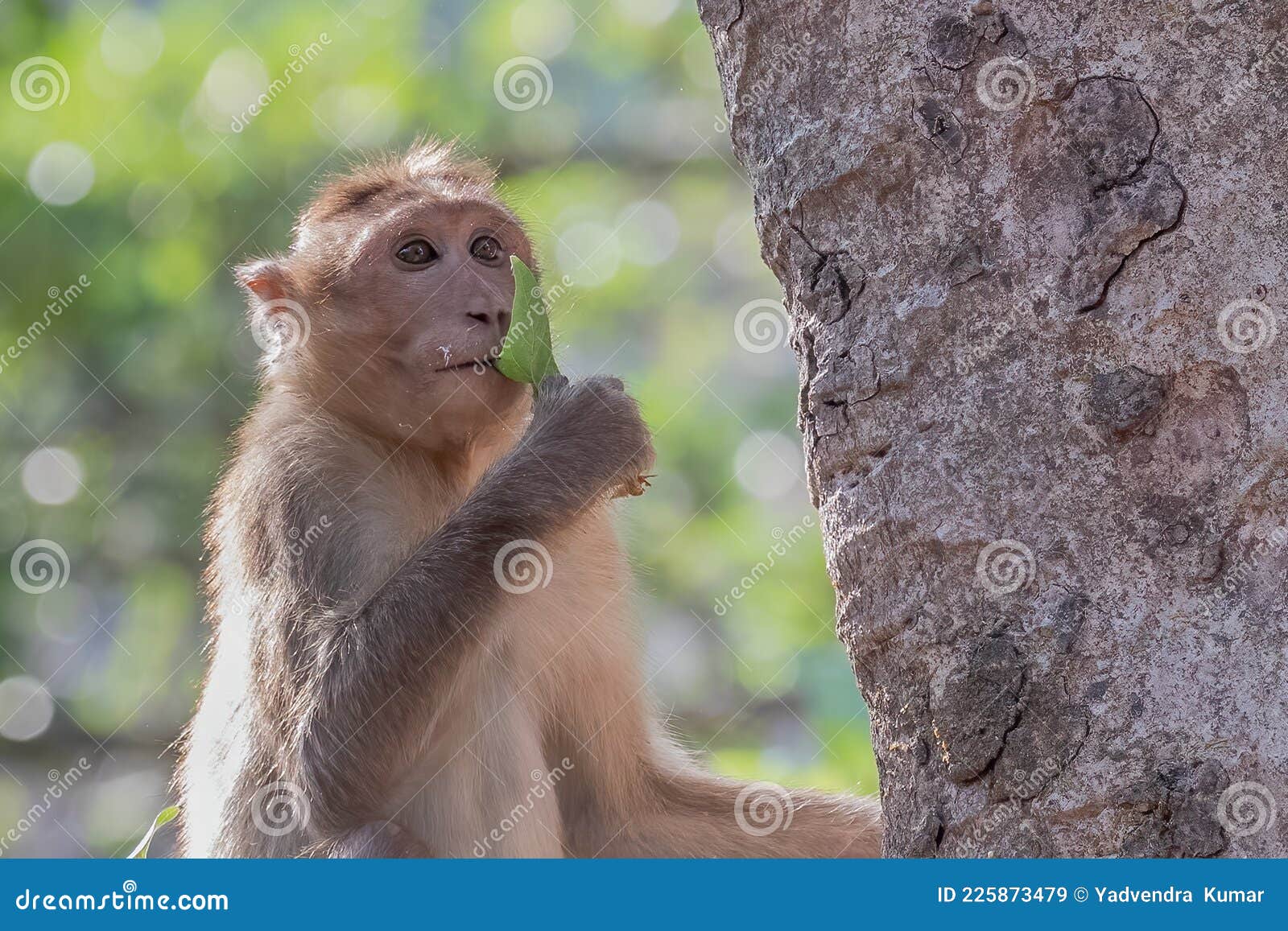 Monkey with a leaf on tree stock image. Image of nature - 225873479
