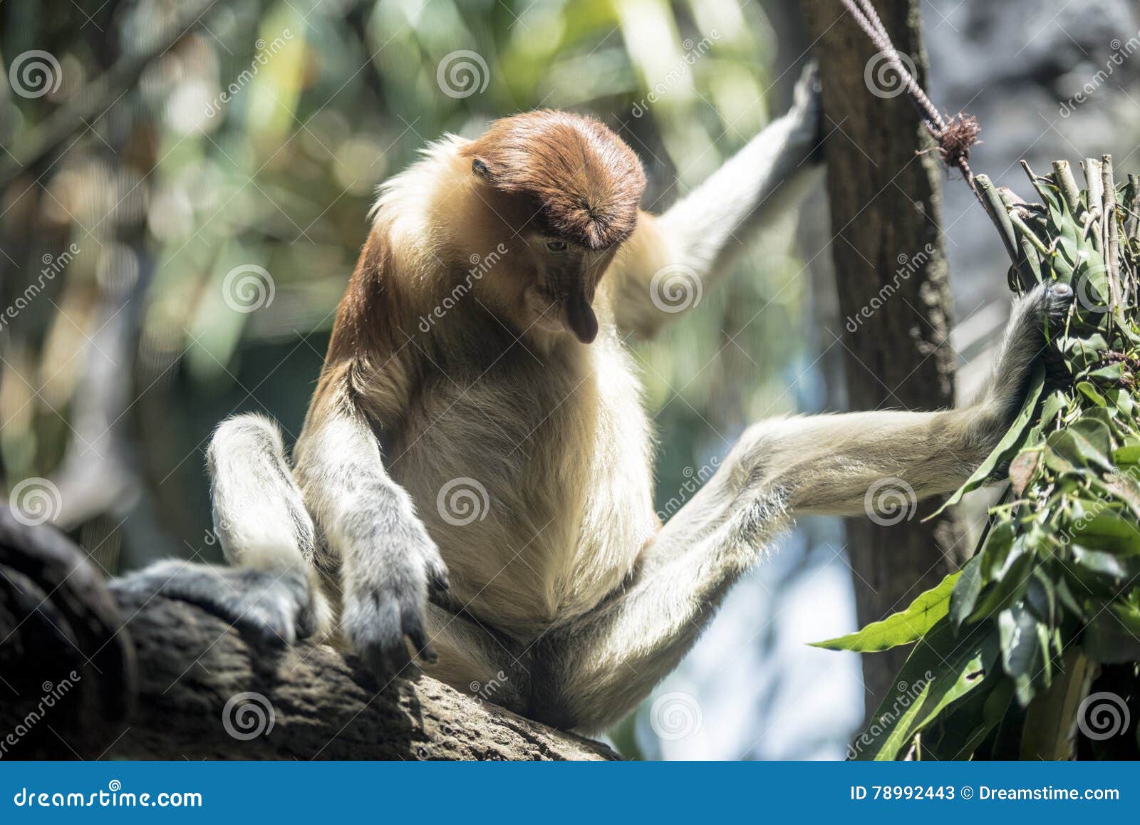Monkey with legs open wide stock image. Image of nature - 78992443