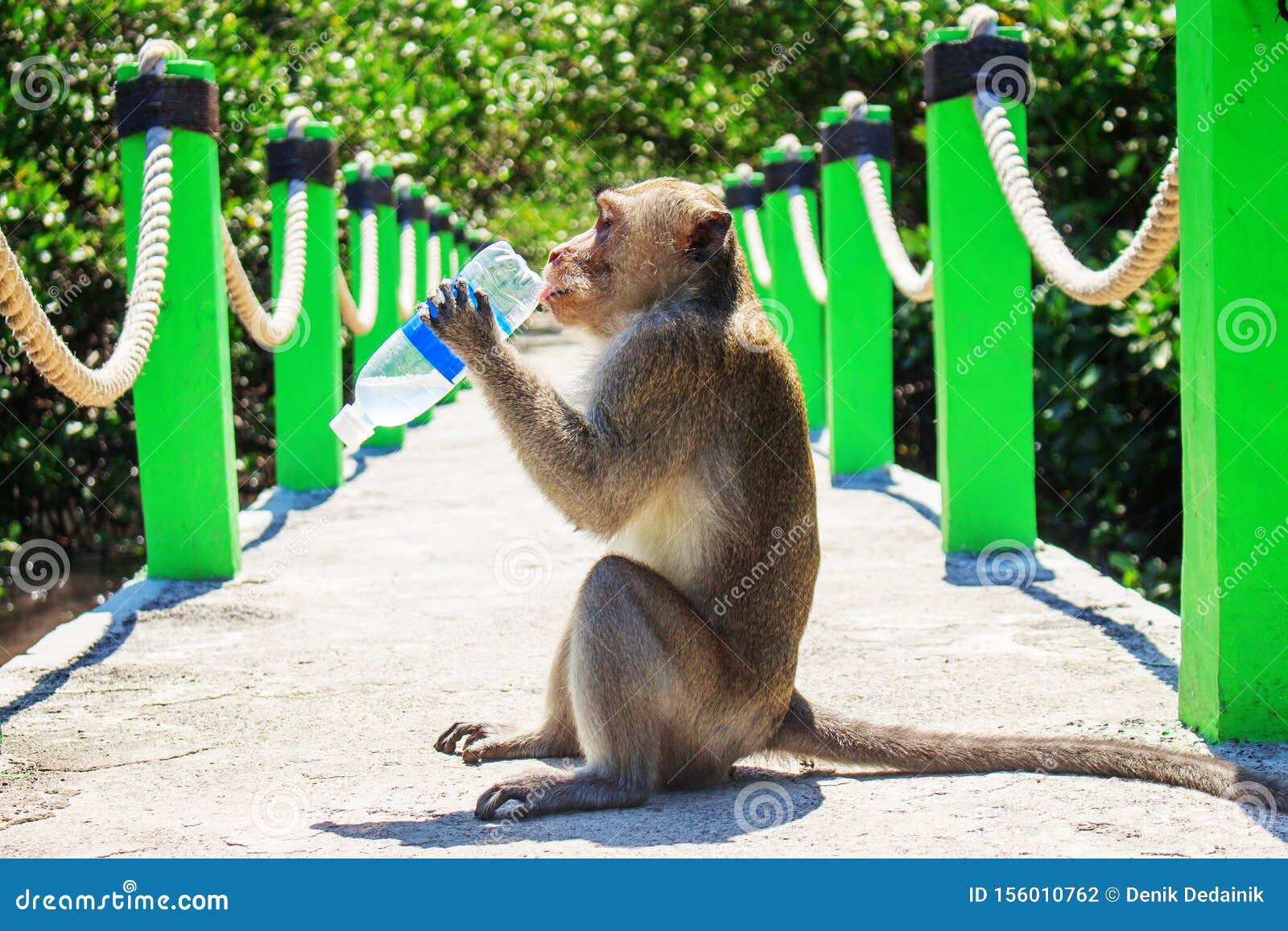 Monkey Licking Water Bottle Stock Photo - Image of mineral, monkey ...