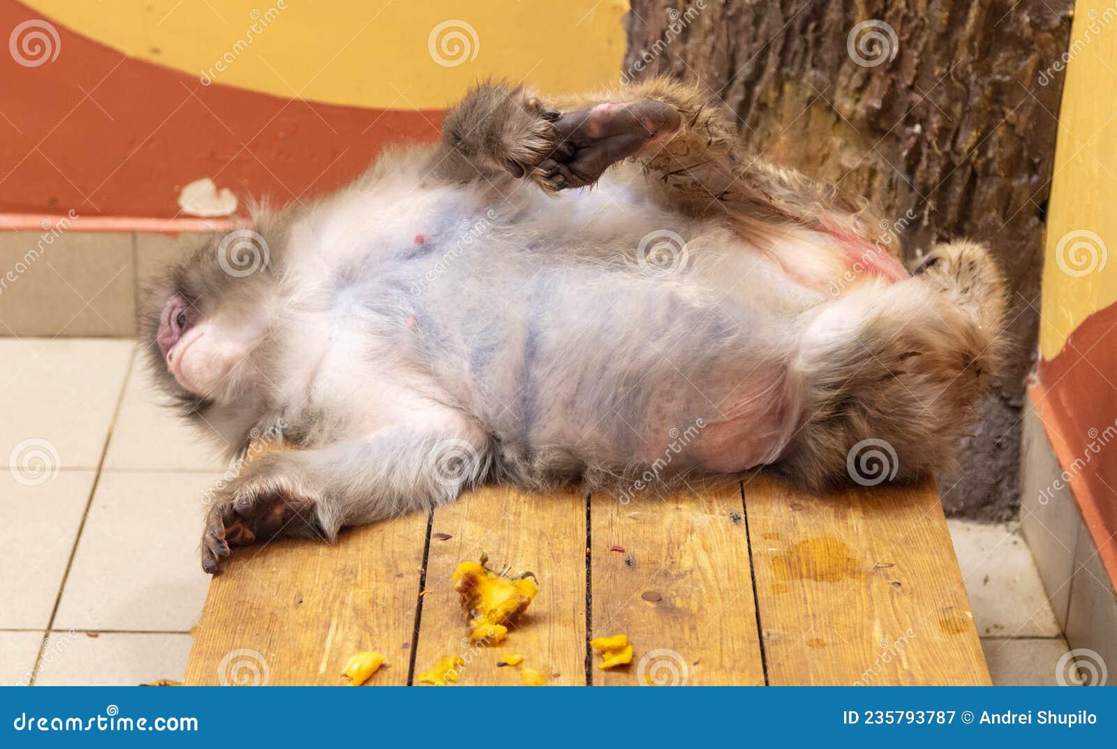 The Monkey Lies on Wooden Planks Stock Image - Image of cute, baby ...