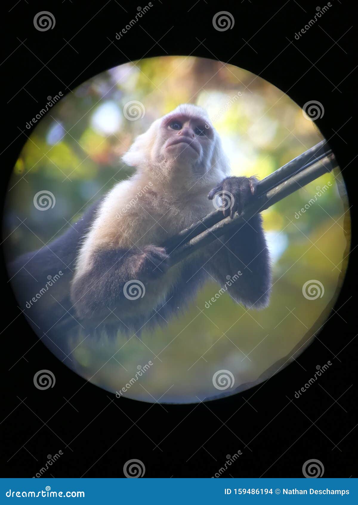 Monkey on the line stock photo. Image of line, monkey - 159486194