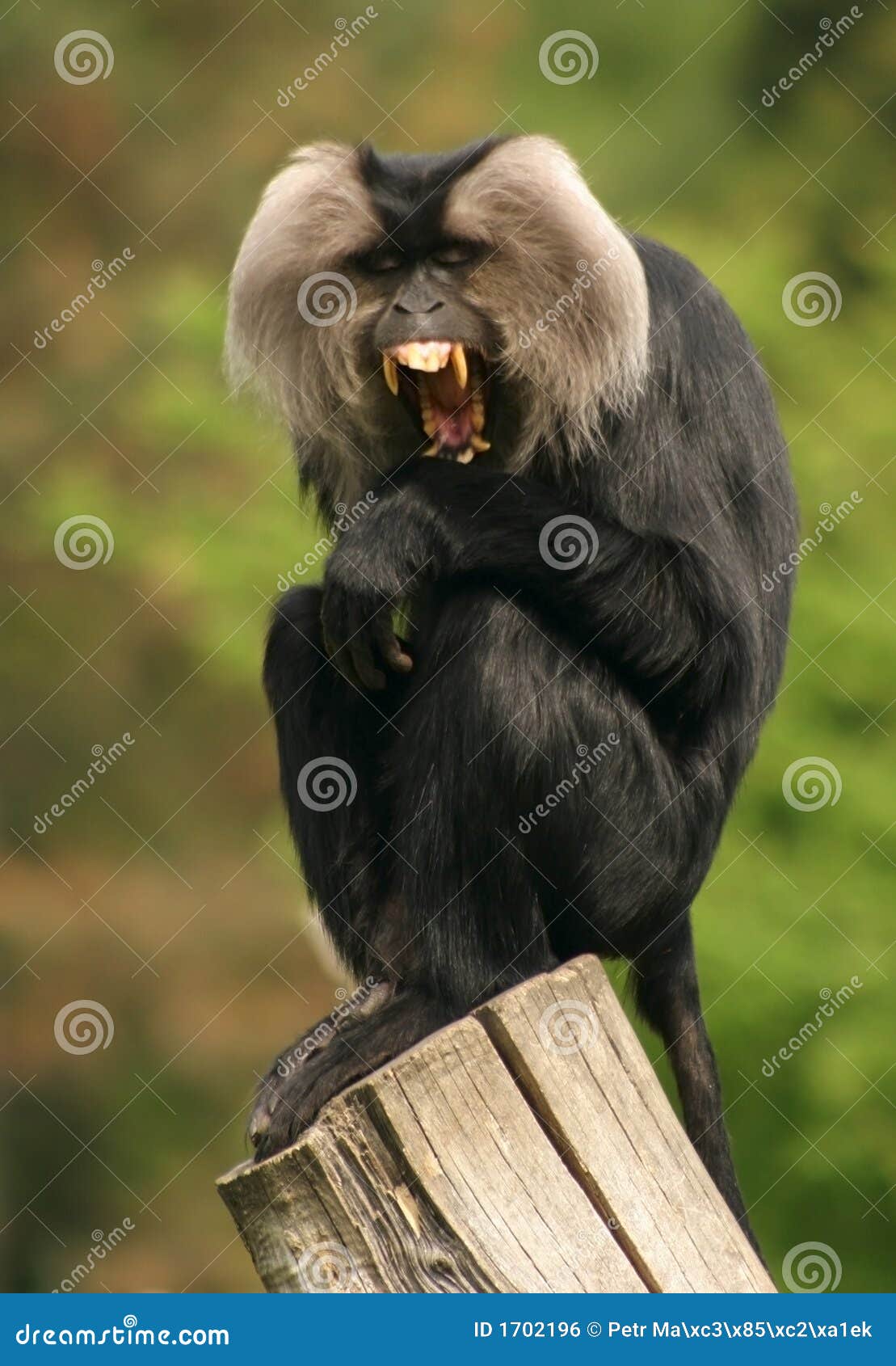Monkey Liontail Macaque, Lion-tailed Stock Photo - Image of lion ...