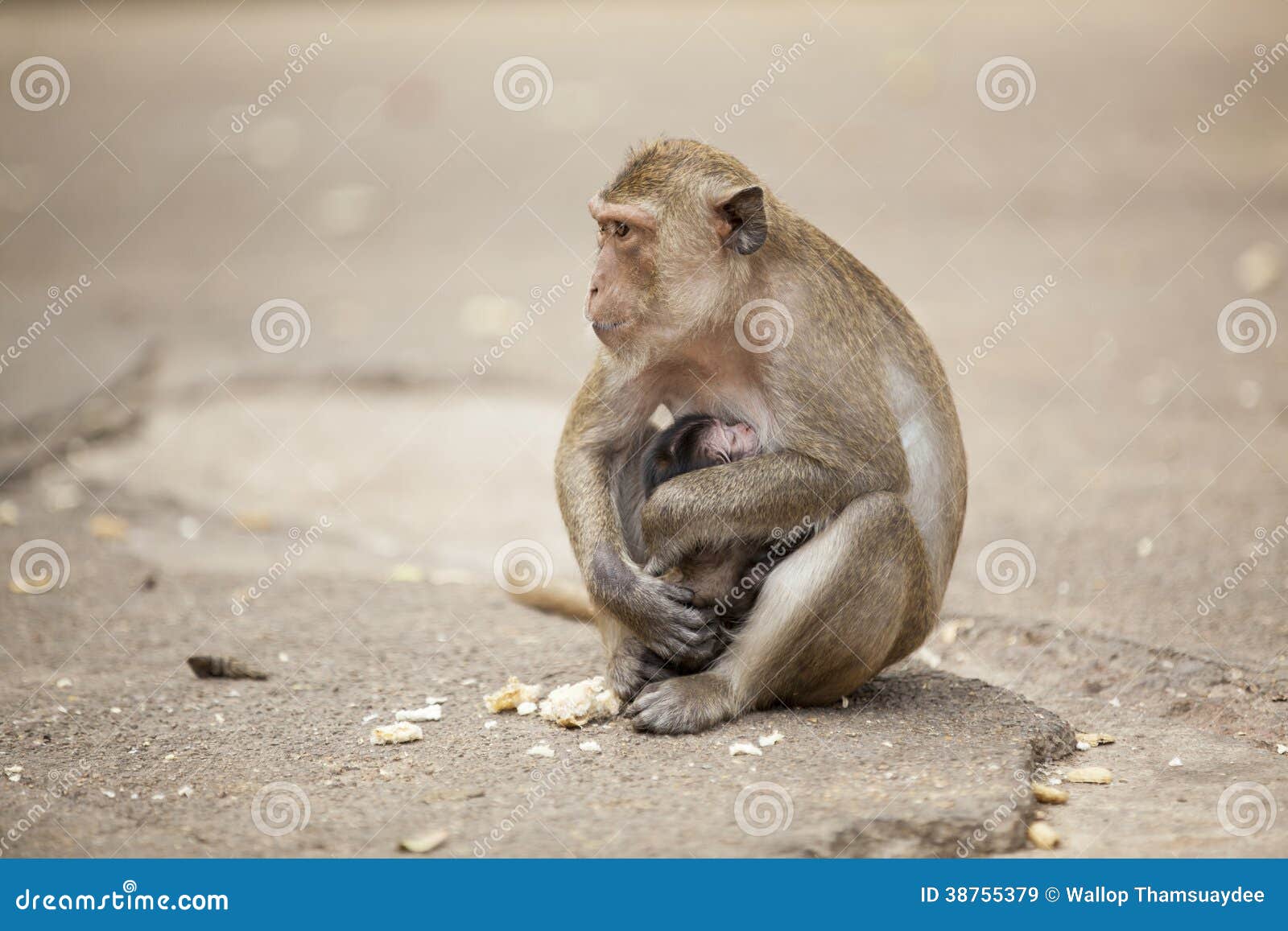 Monkey with little monkey stock image. Image of little - 38755379
