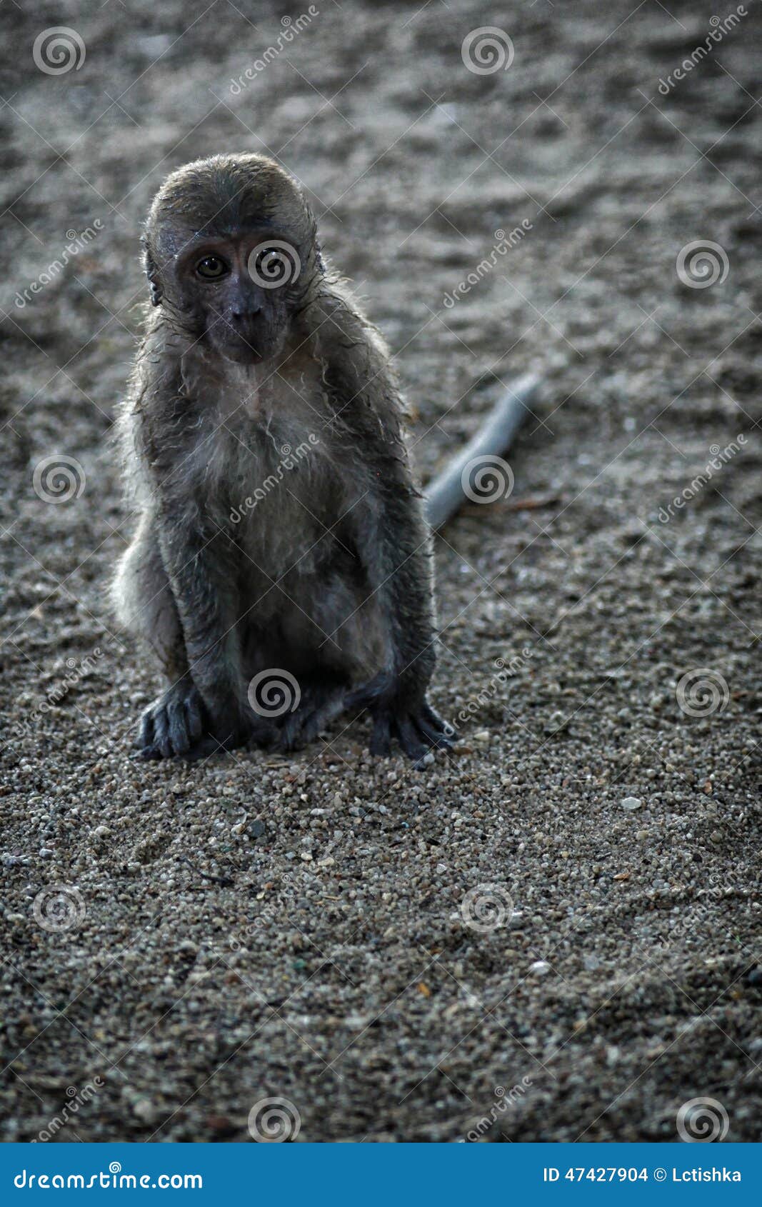 Villager Monkeys Stock Photos - Free & Royalty-Free Stock Photos from ...