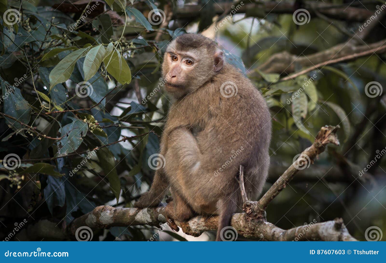 3,444 Live Monkey Stock Photos - Free & Royalty-Free Stock Photos from ...