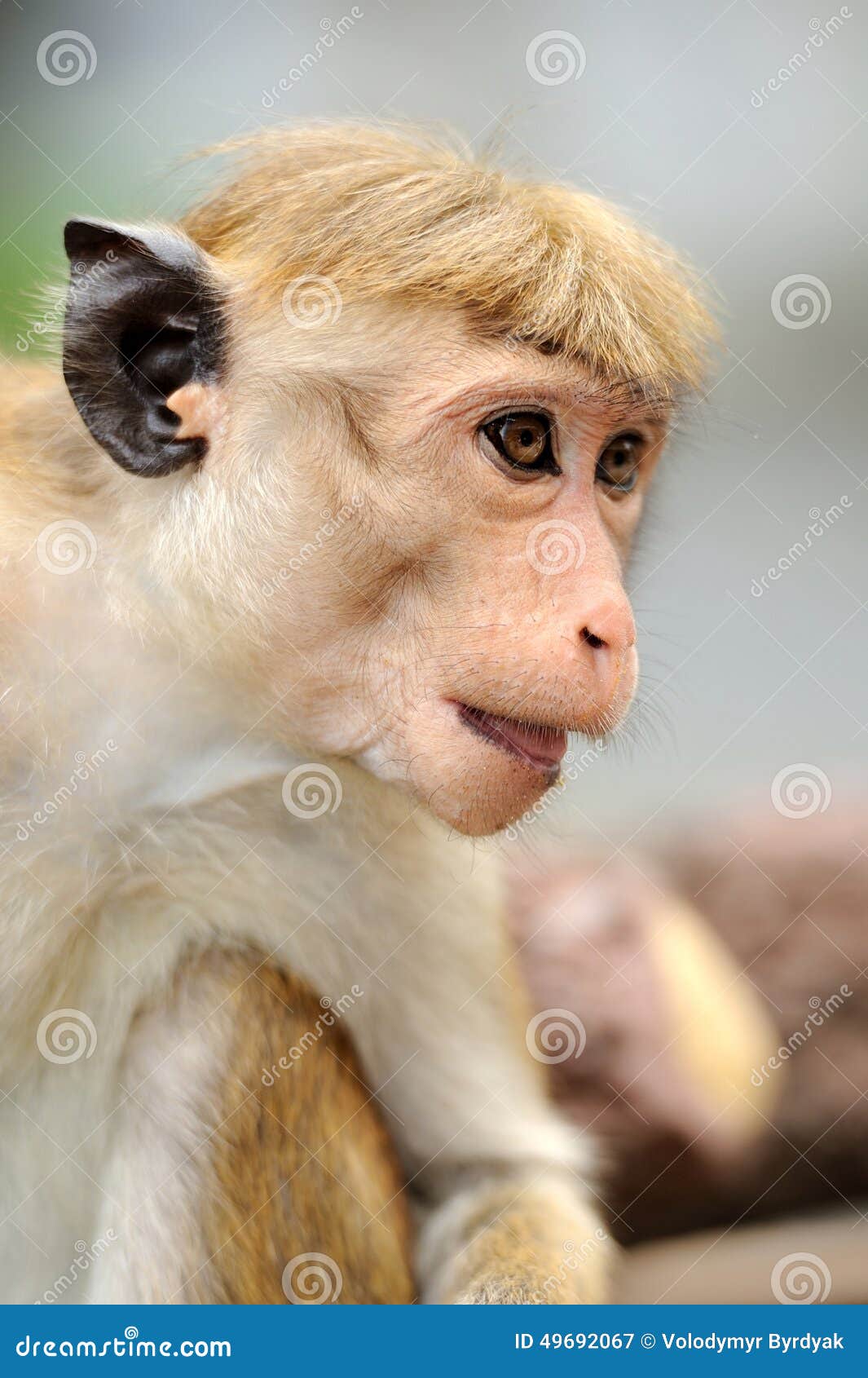 Monkey in the Living Nature Stock Image - Image of ceylon, family: 49692067