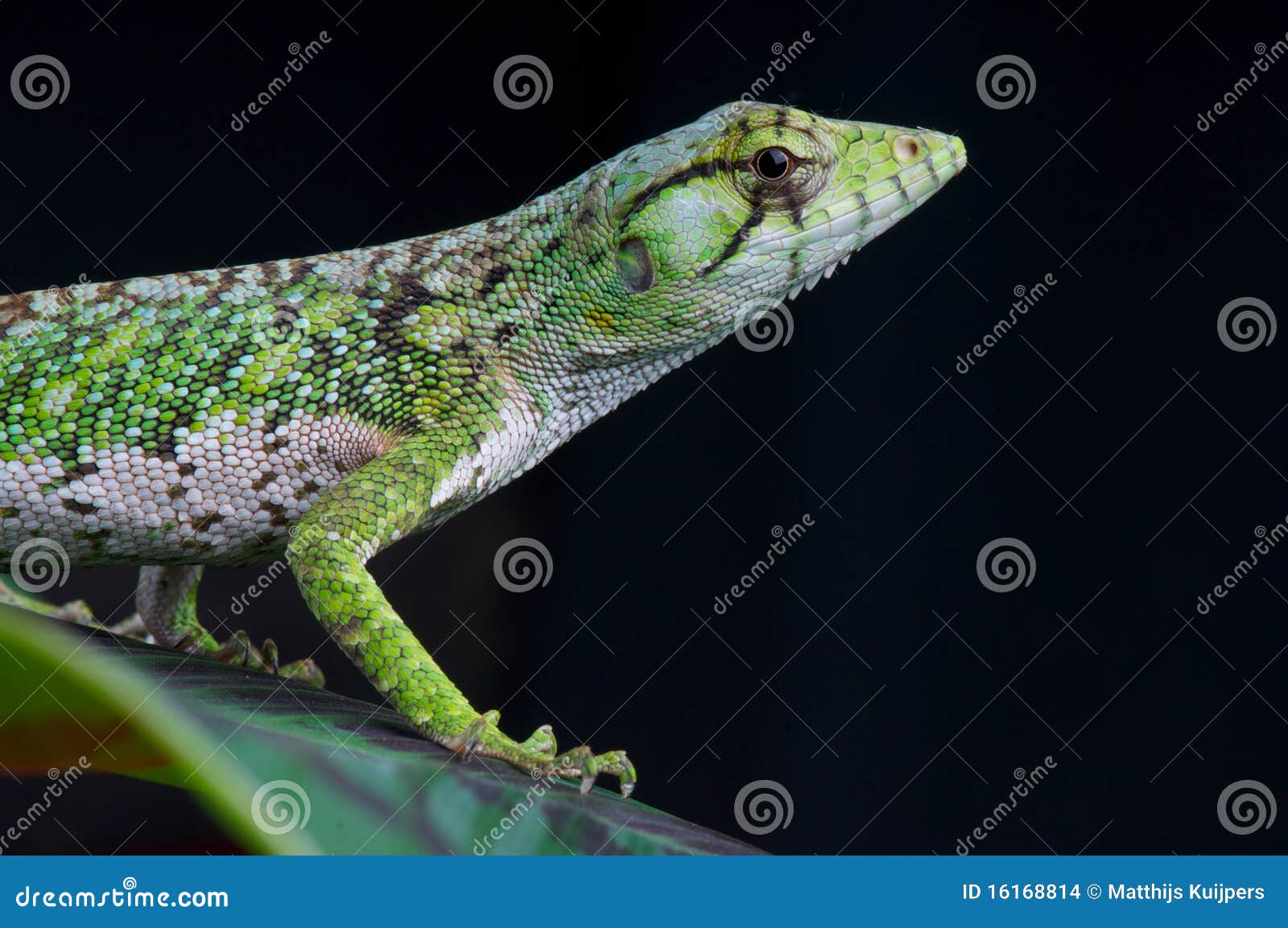 Monkey lizard stock photo. Image of chameleon, insectivore - 16168814