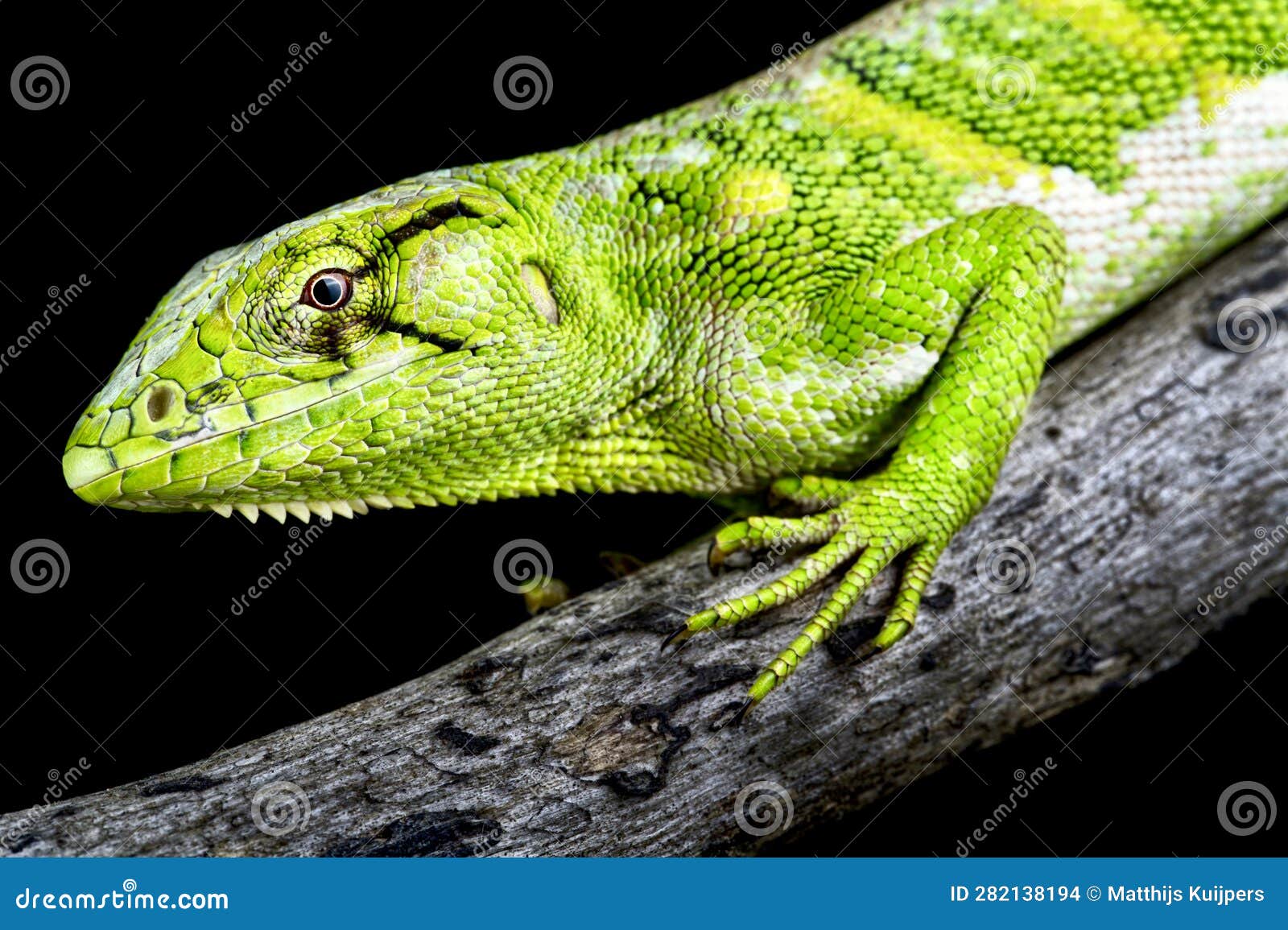 Monkey Lizard (polychrus Marmoratus) Stock Photo - Image of anole ...