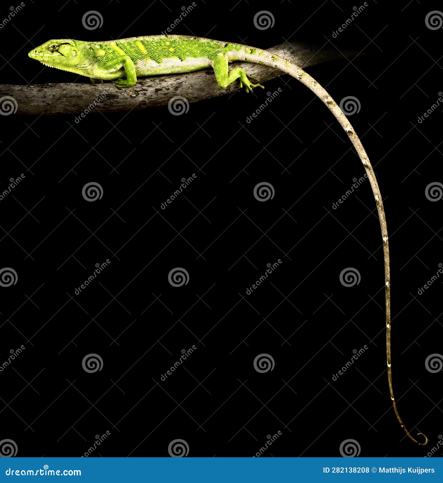 Monkey Lizard (polychrus Marmoratus) Whole Body Stock Photo - Image of ...