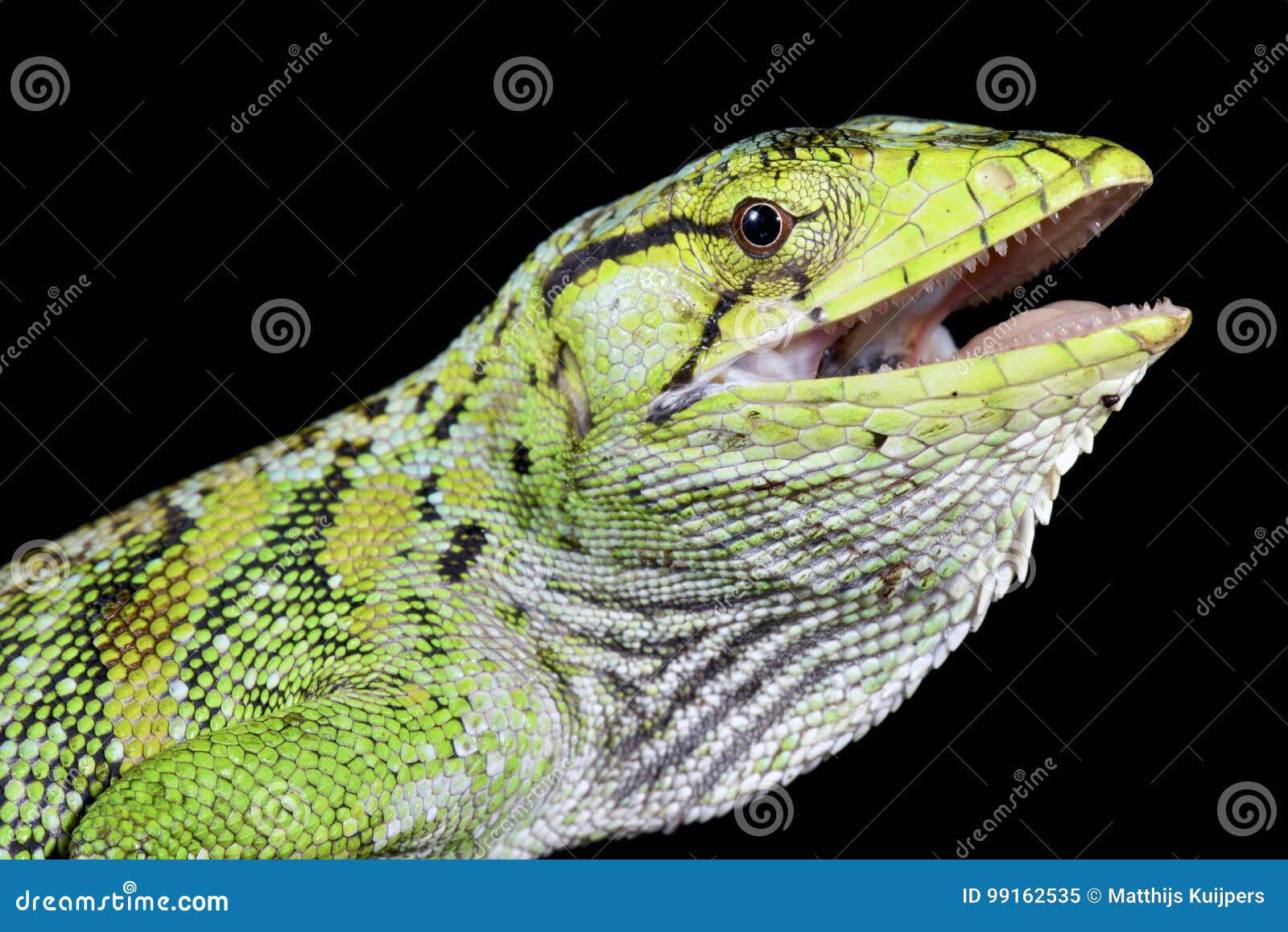 Monkey Lizard, Polychrus Marmoratus Stock Image - Image of animal ...