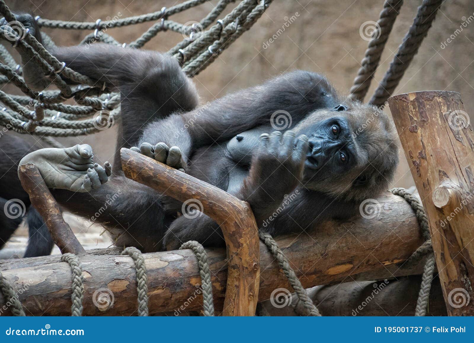 Monkey on a log stock image. Image of primate, bear - 195001737