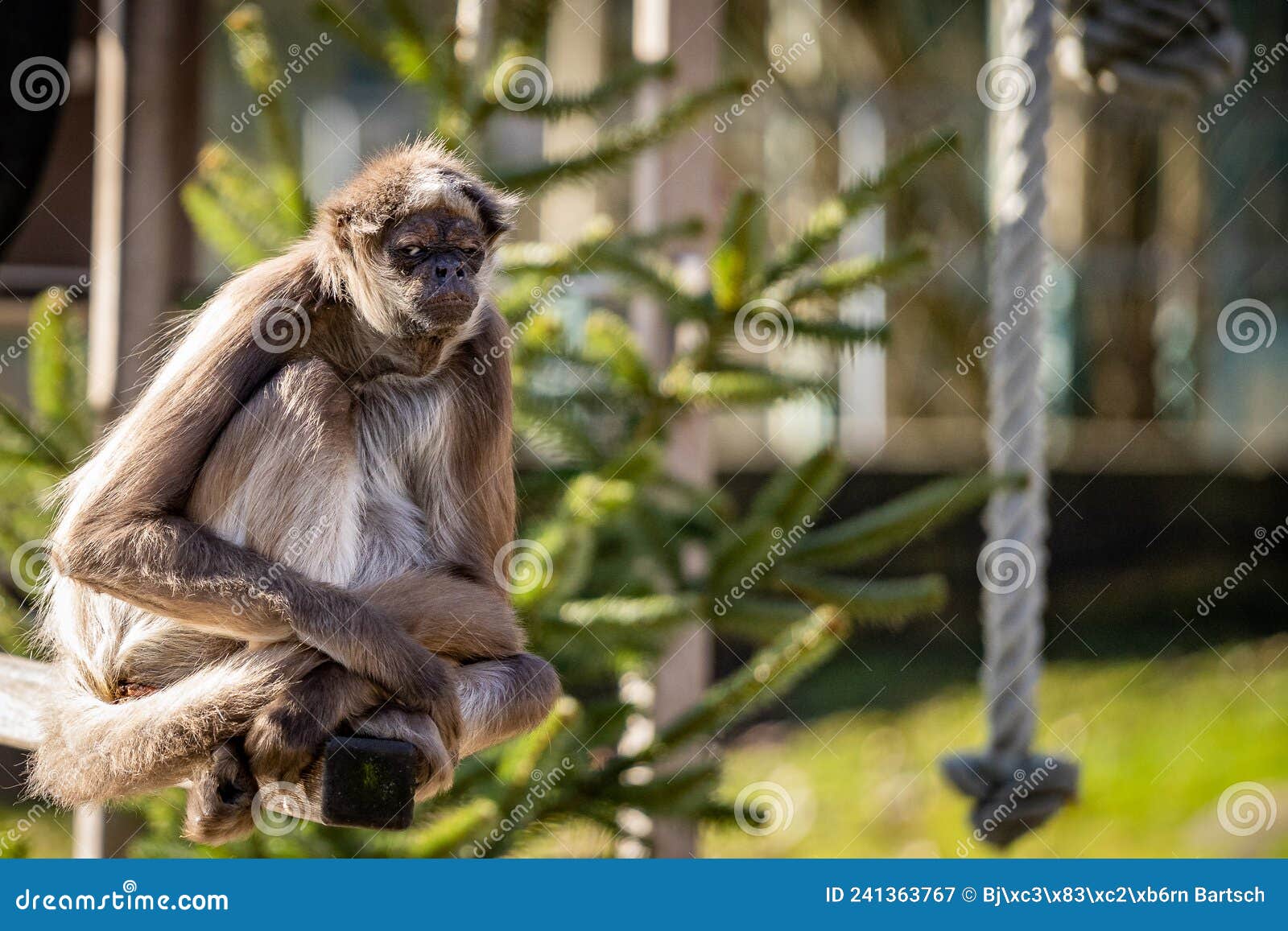 Monkey on a log stock image. Image of monkey, portrait - 241363767